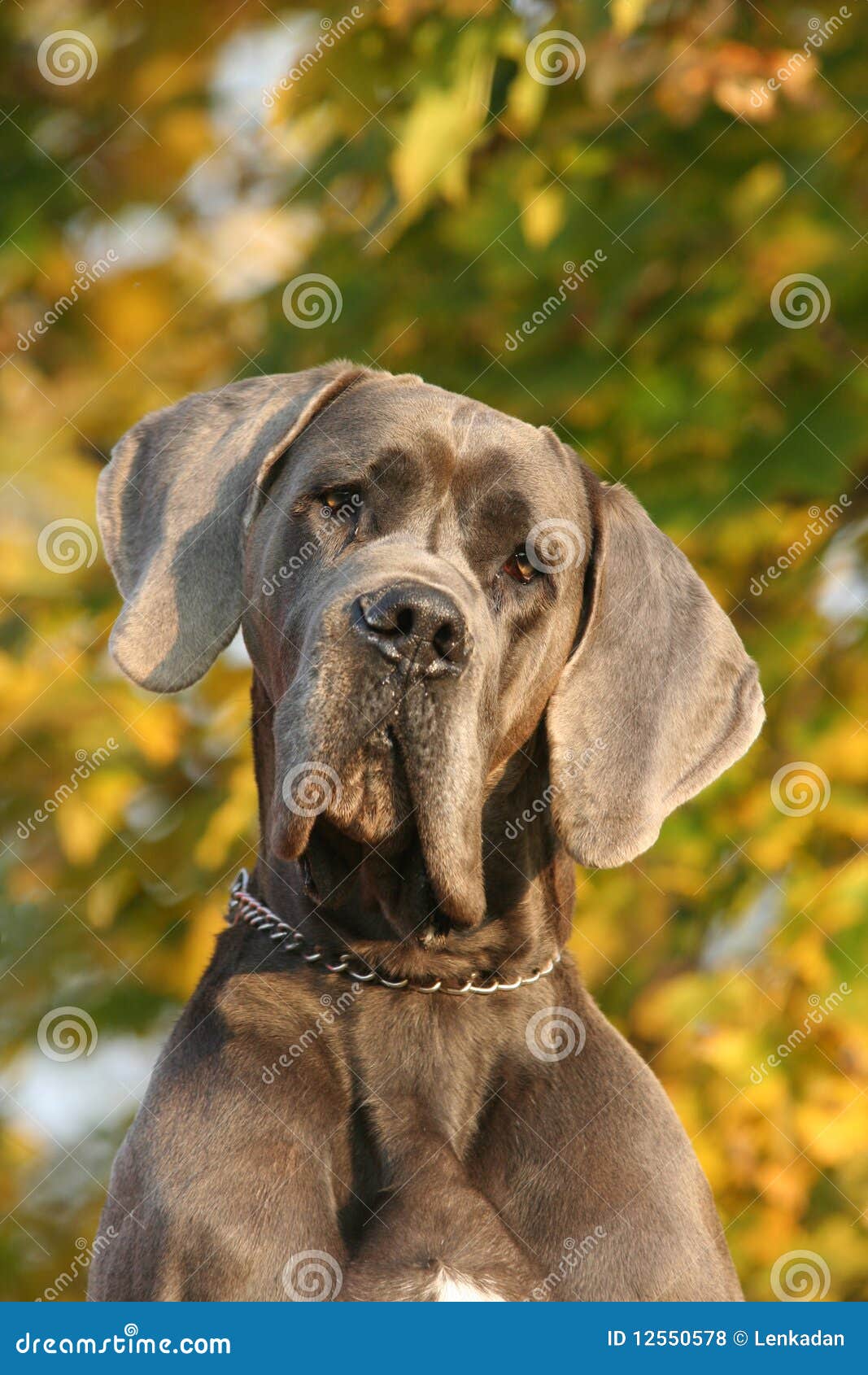 Head of gread dane stock photo. Image of pure, dane, gaze - 12550578