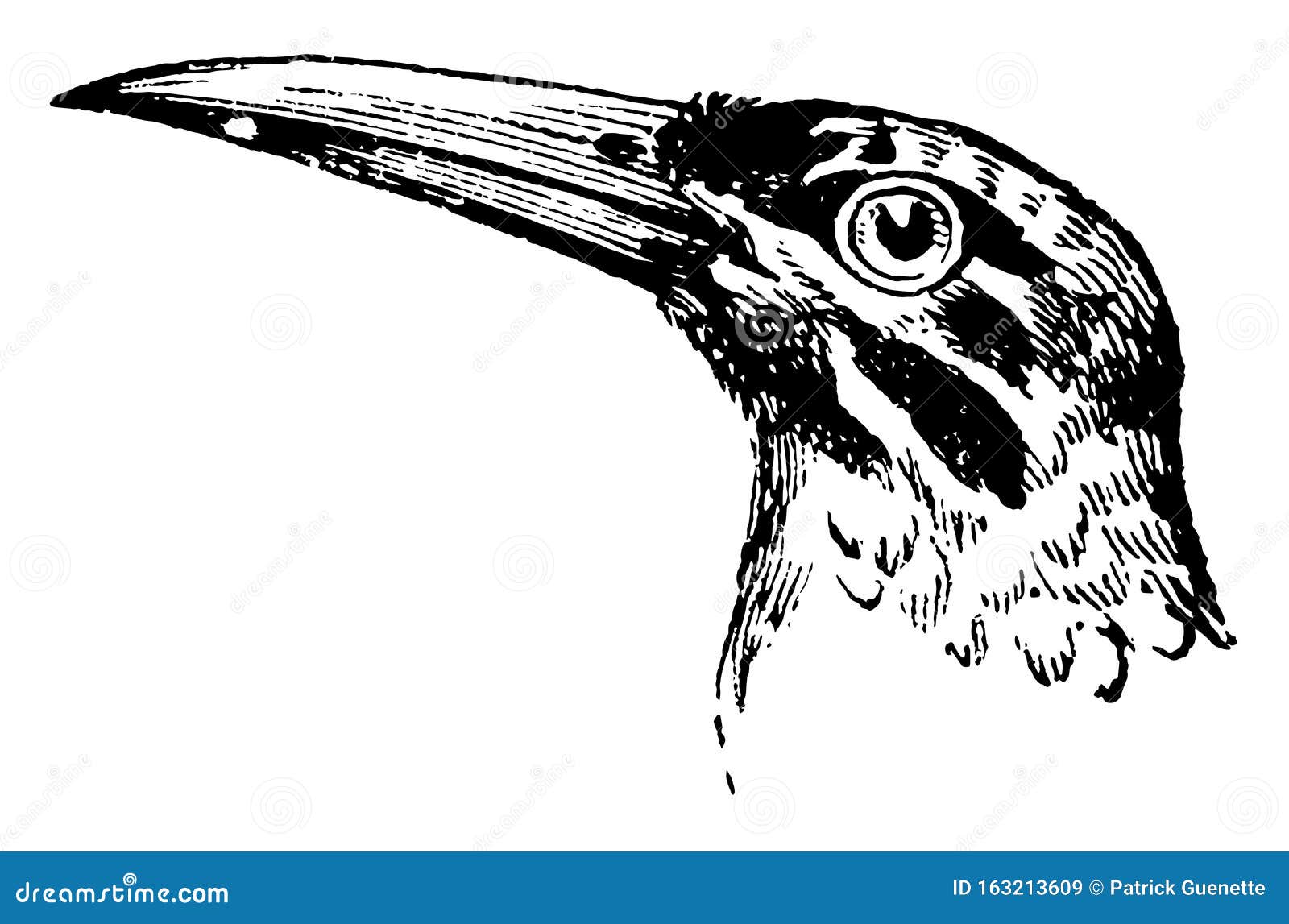Head of a Great Jacamar, Vintage Illustration Stock Image - Image of ...