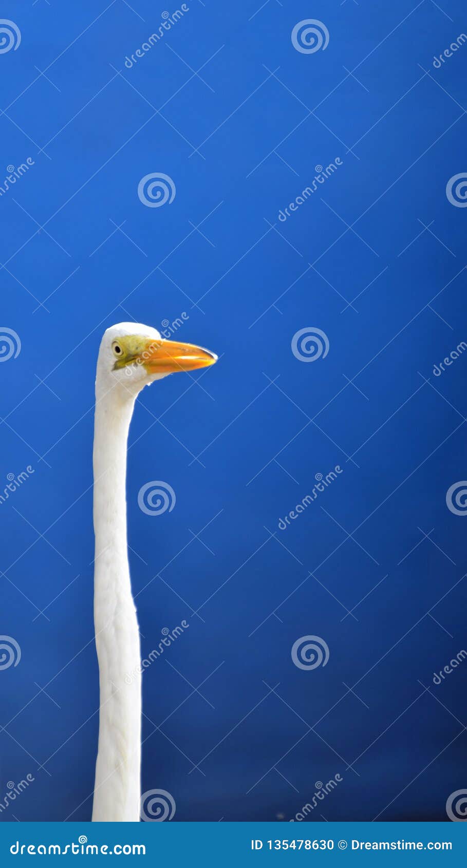 The Head of a Great White Egret Looking at Camera with a Funny or ...