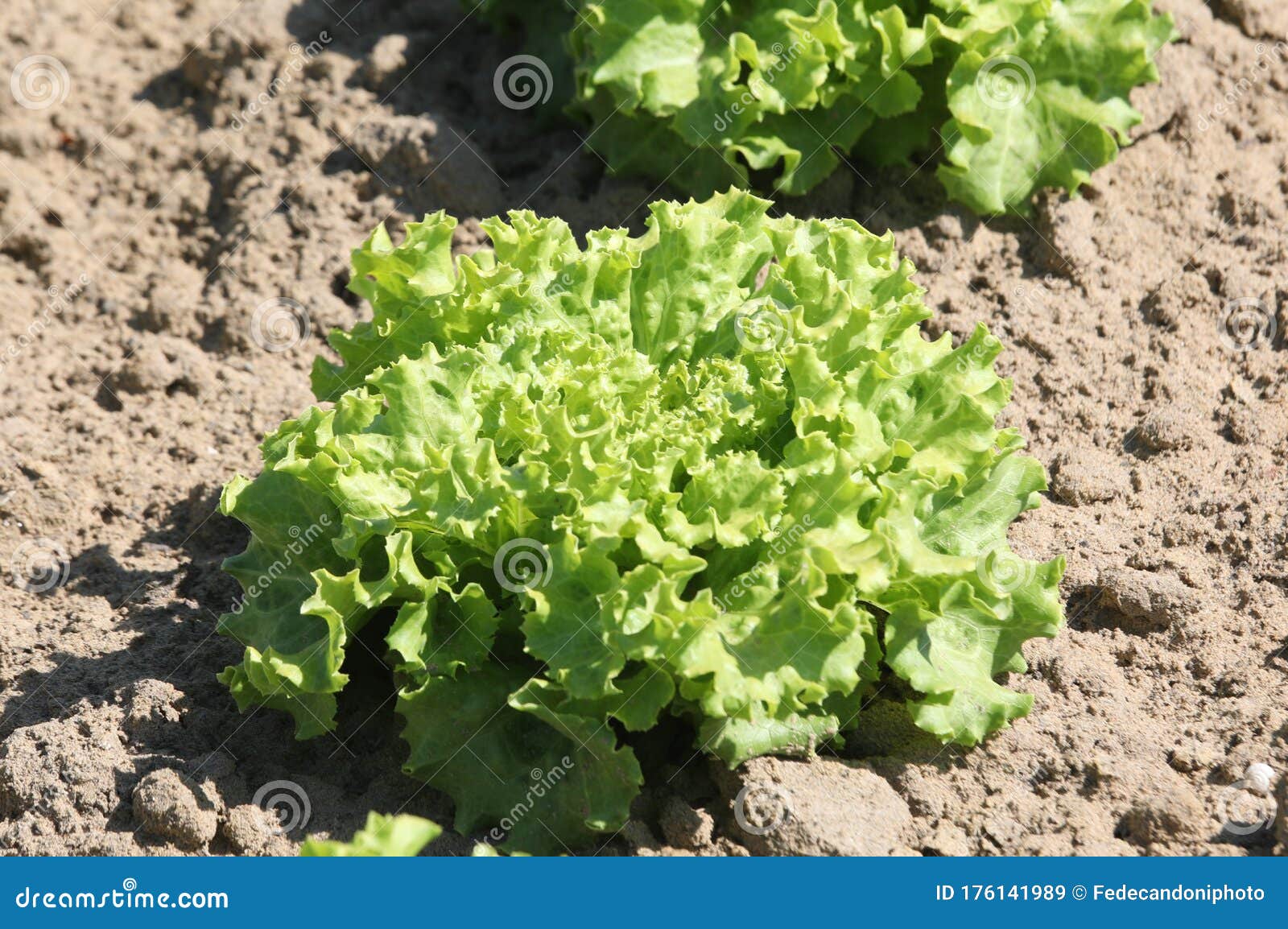 Head of Green Fresh Lettuce Stock Image - Image of lettuce, growing ...