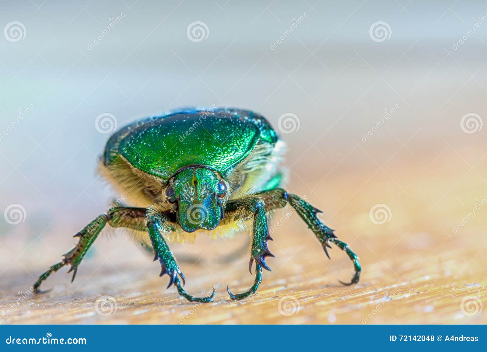 Green Insect On Creeping Daisy, Wedelia Trilobata Royalty-Free Stock ...