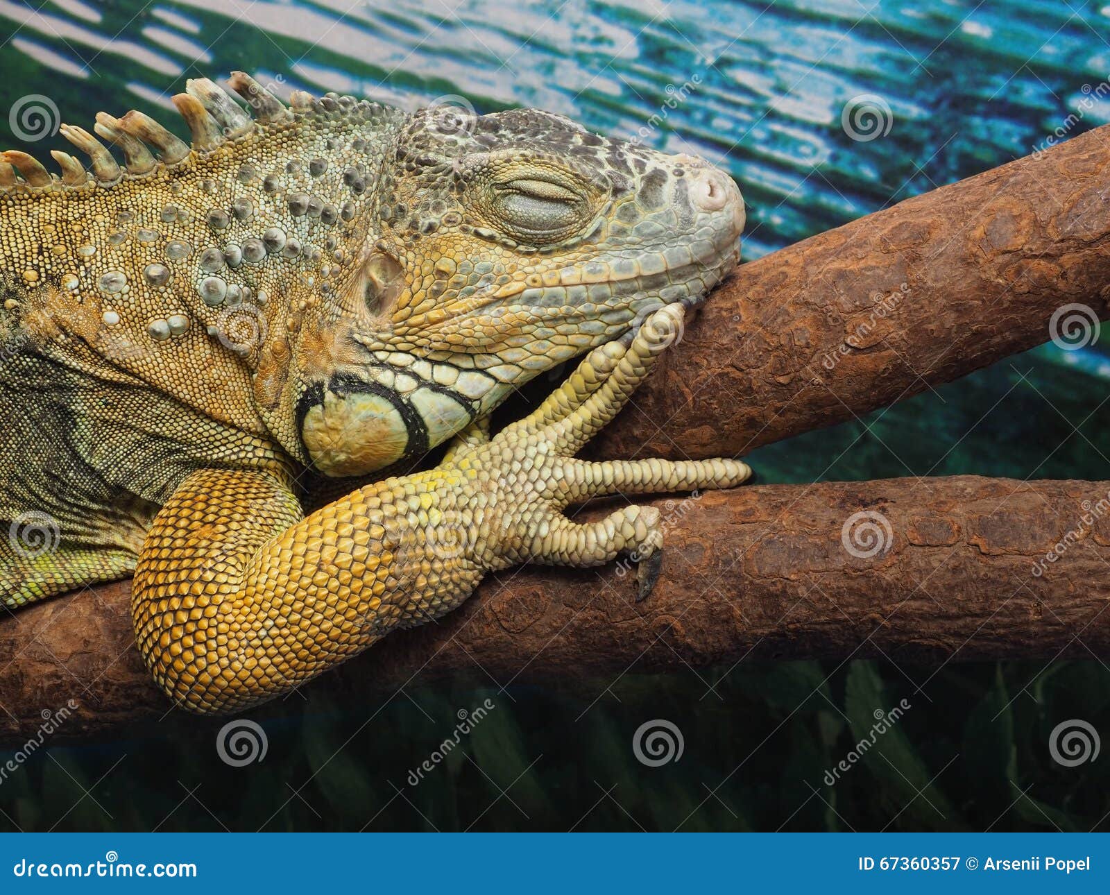 The Head of Green Lizard on a Tree Stock Image - Image of close ...