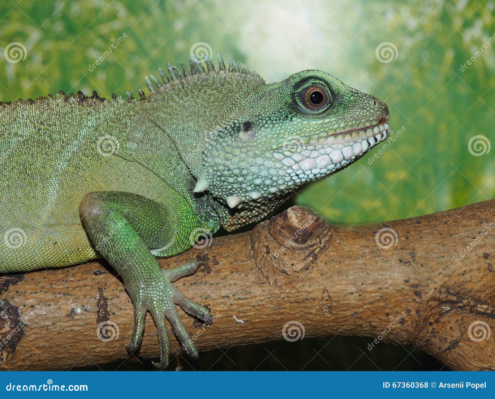 The Head of Green Lizard on a Tree Stock Photo - Image of detail ...