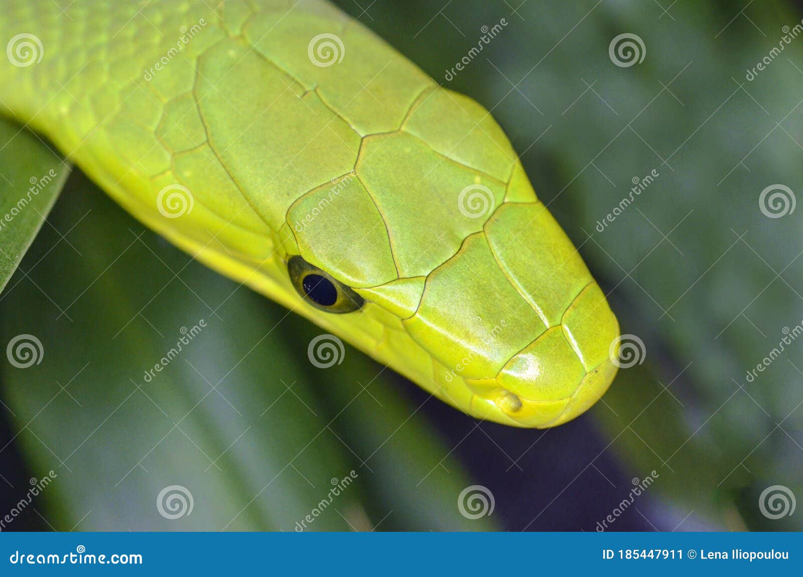 Head of a green Mamba stock image. Image of copy, portrait - 185447911