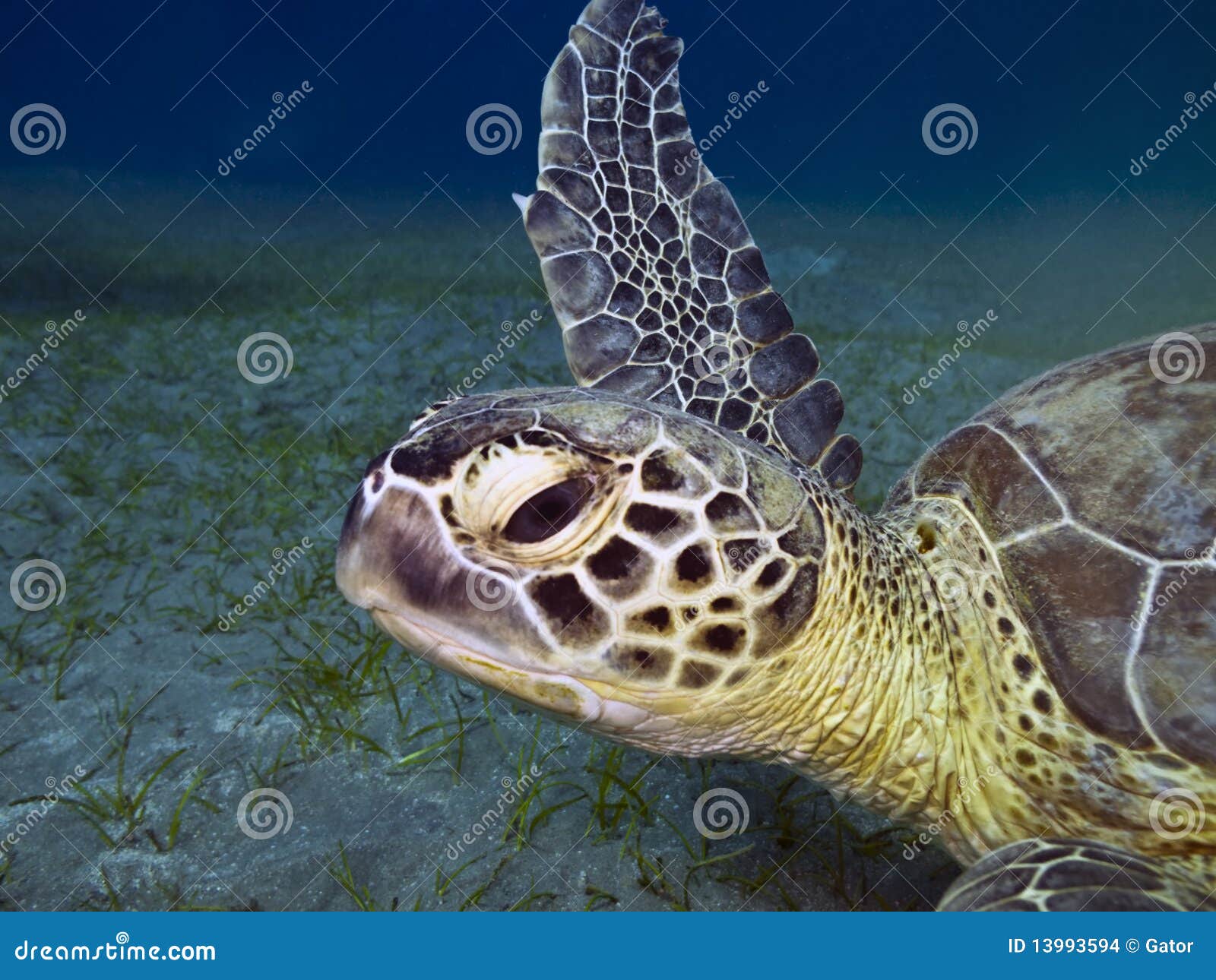 Head of green sea turtle stock photo. Image of reserve - 13993594