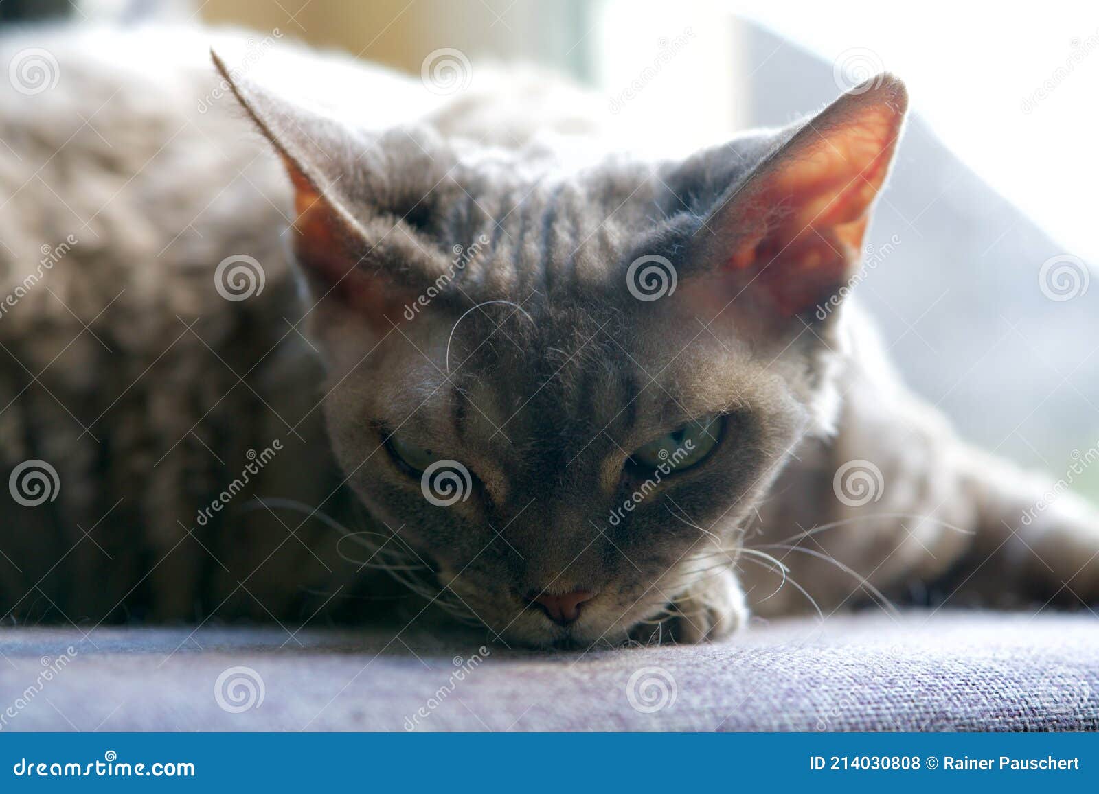 Head of a grey Devon Rex stock photo. Image of purebred - 214030808