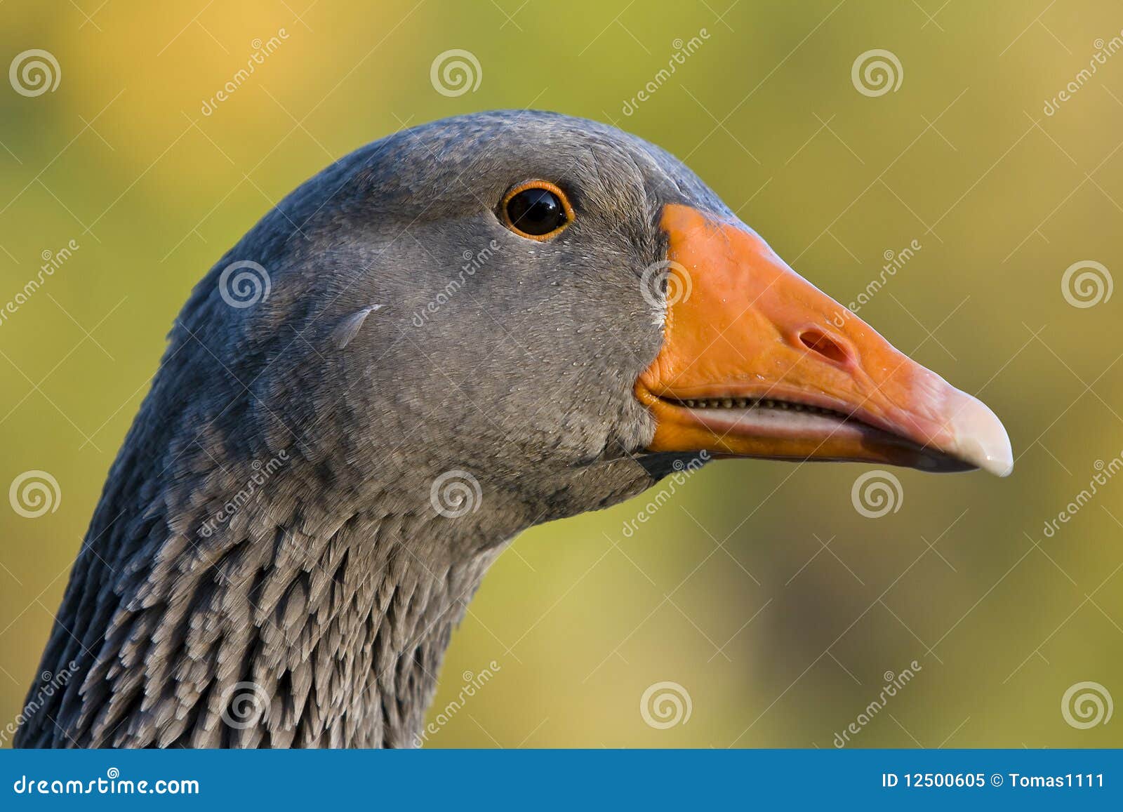 Head of grey Goose stock image. Image of birds, colourful - 12500605
