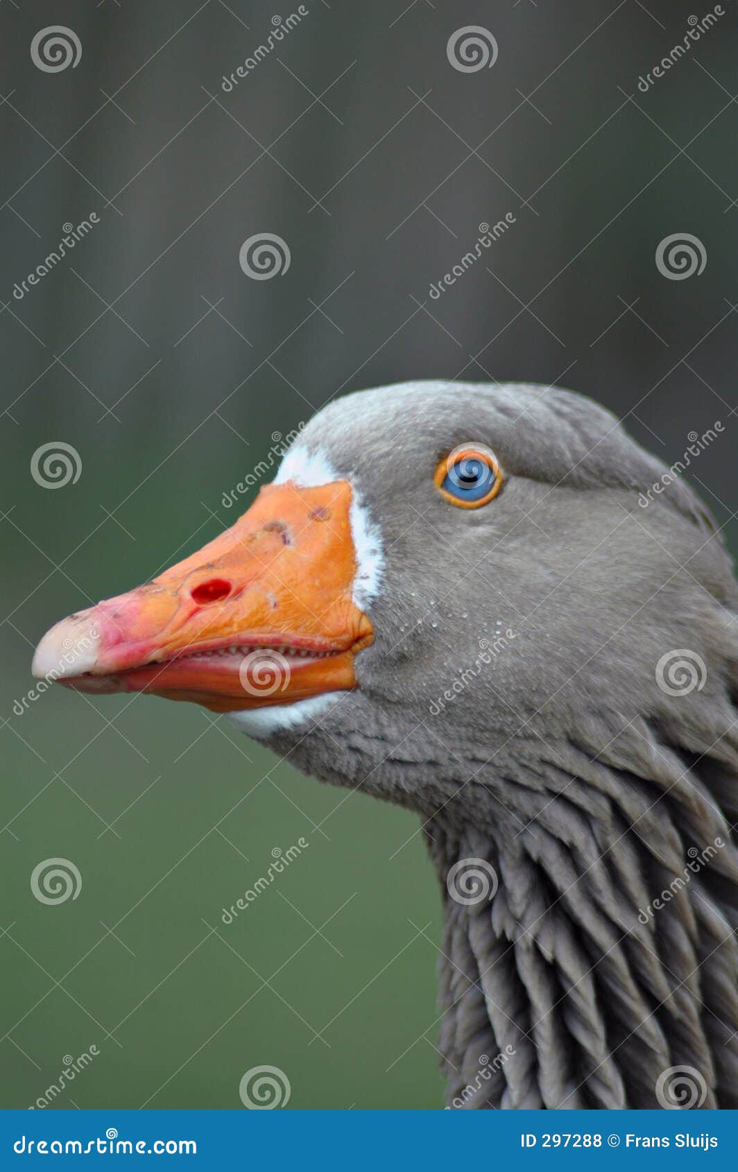 Head of grey goose stock photo. Image of animal, bird, anser - 297288