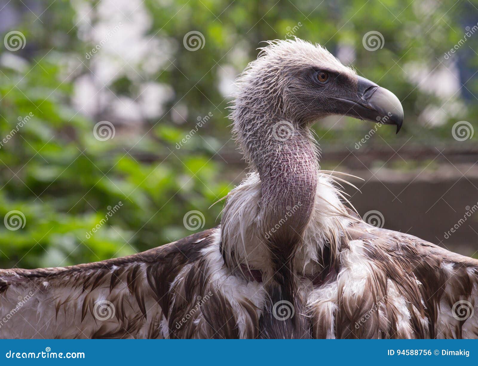 Head of Griffon Vulture Side View Stock Photo - Image of beak, plumage ...