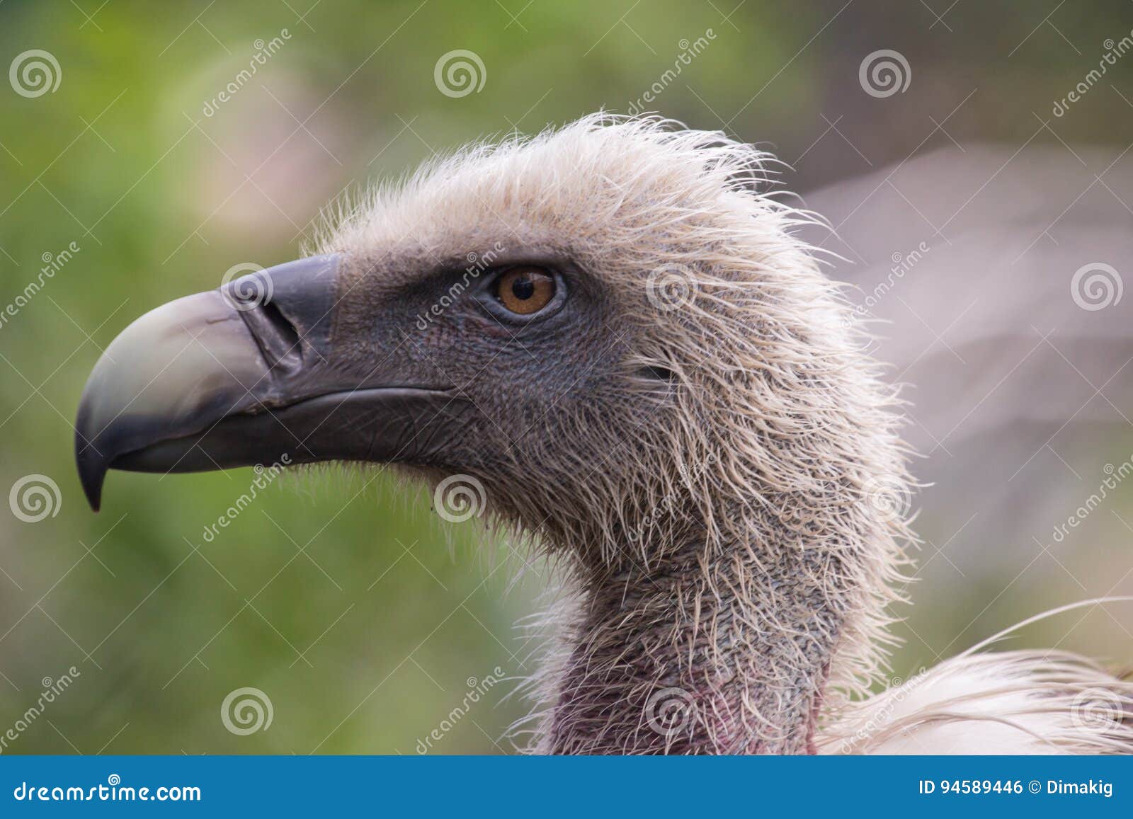 Head of Griffon Vulture Side View Stock Photo - Image of griffon ...