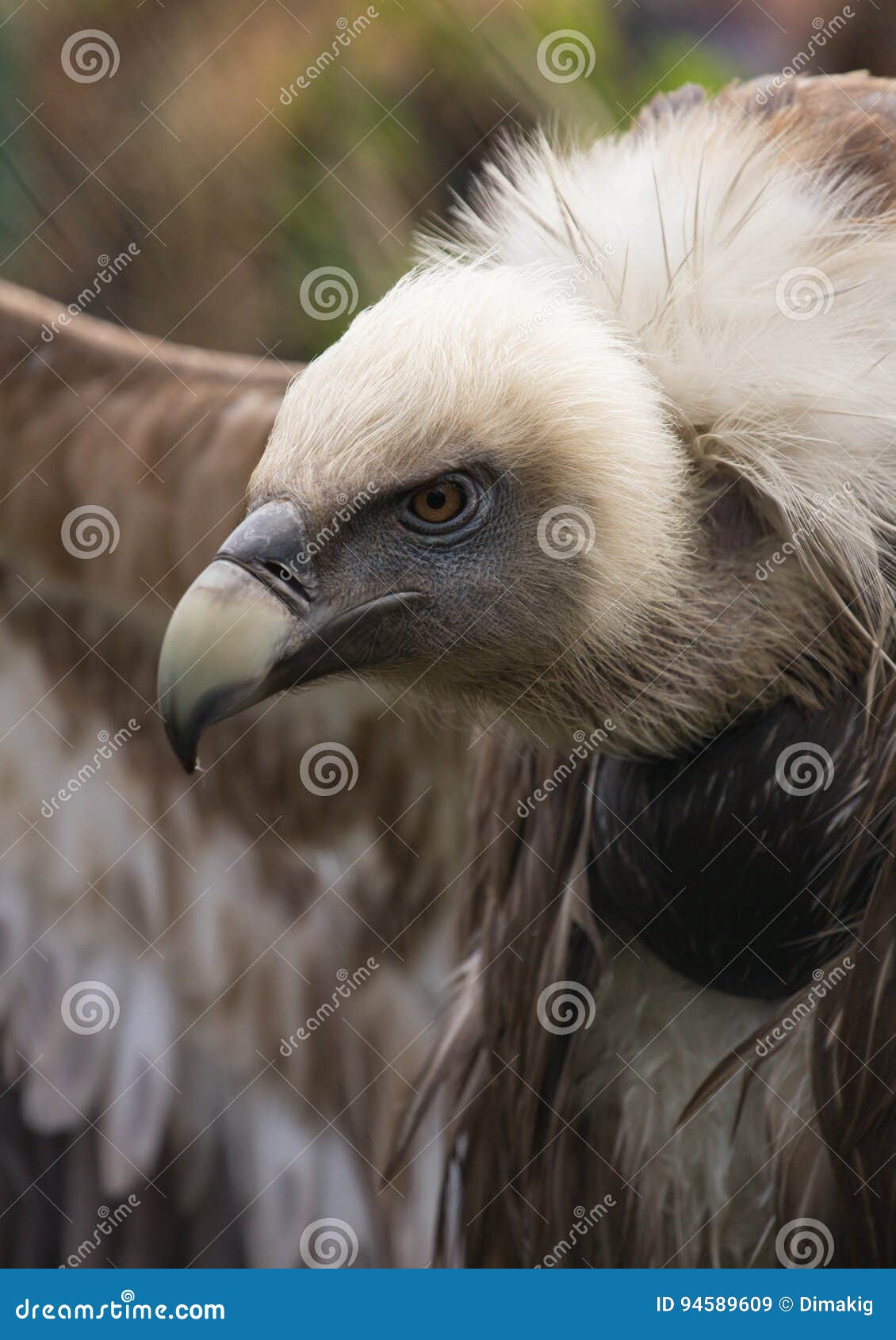 Head of Griffon Vulture Side View Stock Image - Image of majestic ...