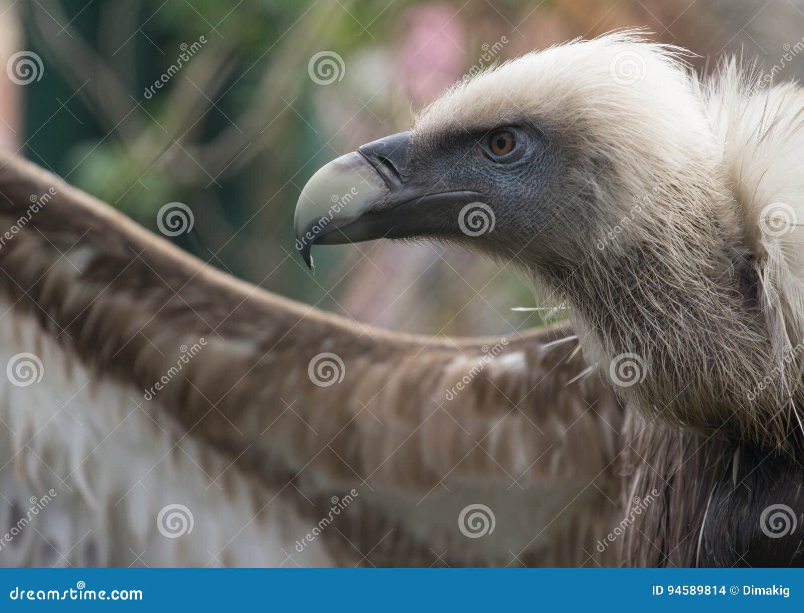 Head of Griffon Vulture Side View Stock Photo - Image of ruff, birds ...