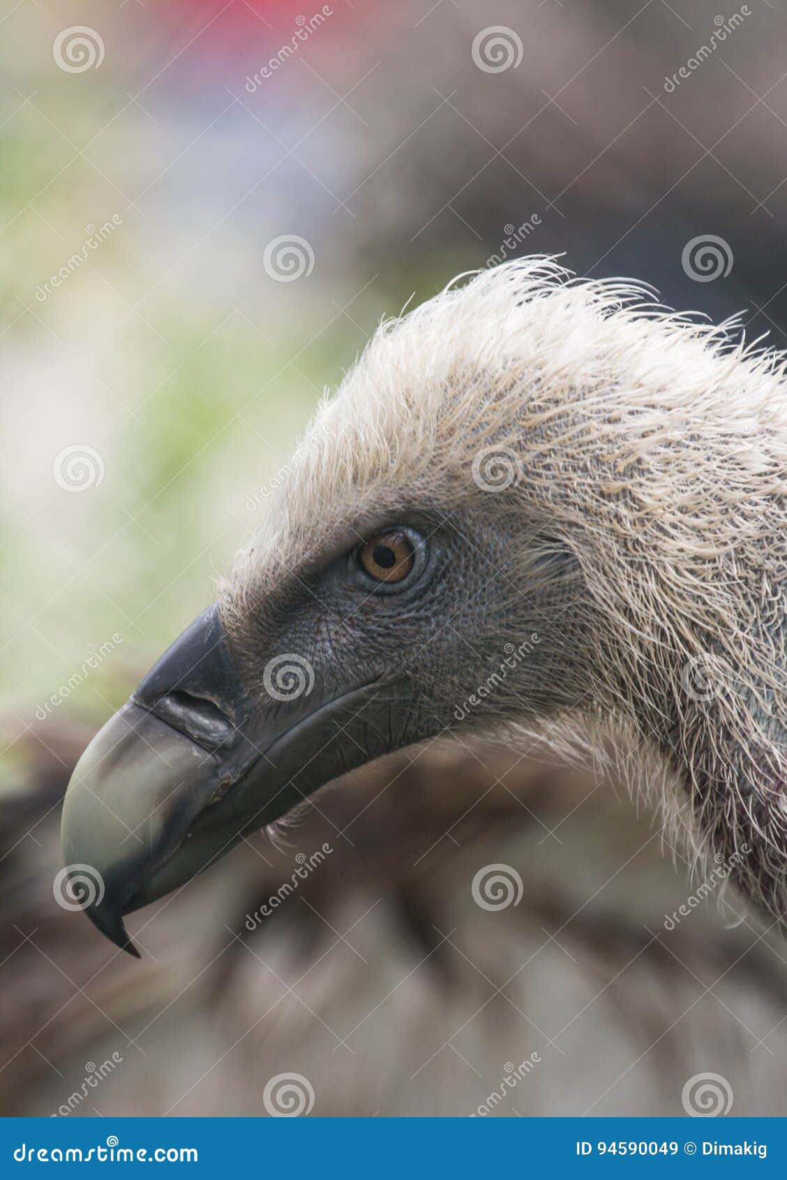 Head of Griffon Vulture Side View Stock Image - Image of animal, wings ...