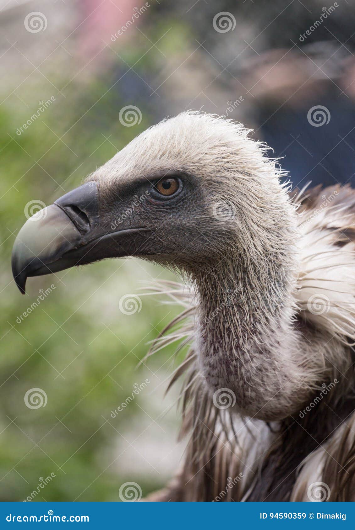 Head of Griffon Vulture Side View Stock Image - Image of feathers, neck ...