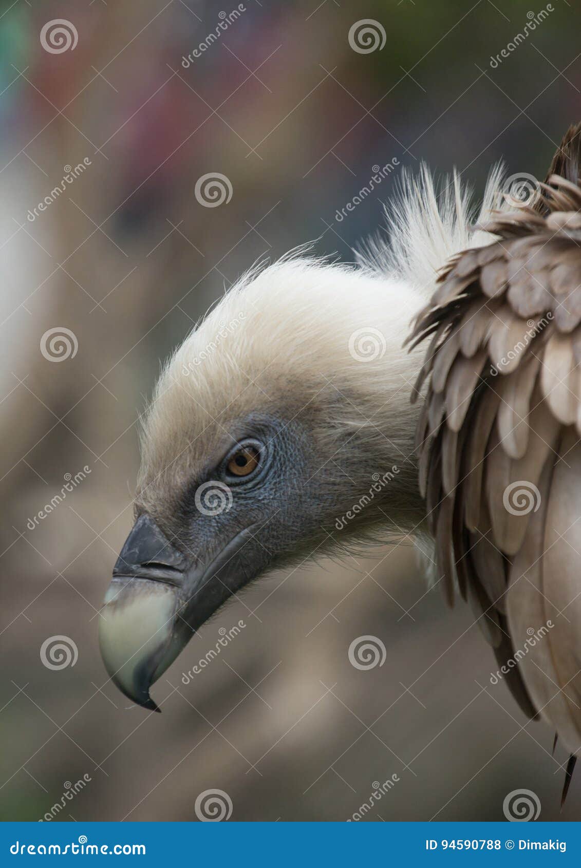 Head of Griffon Vulture Side View Stock Photo - Image of white ...