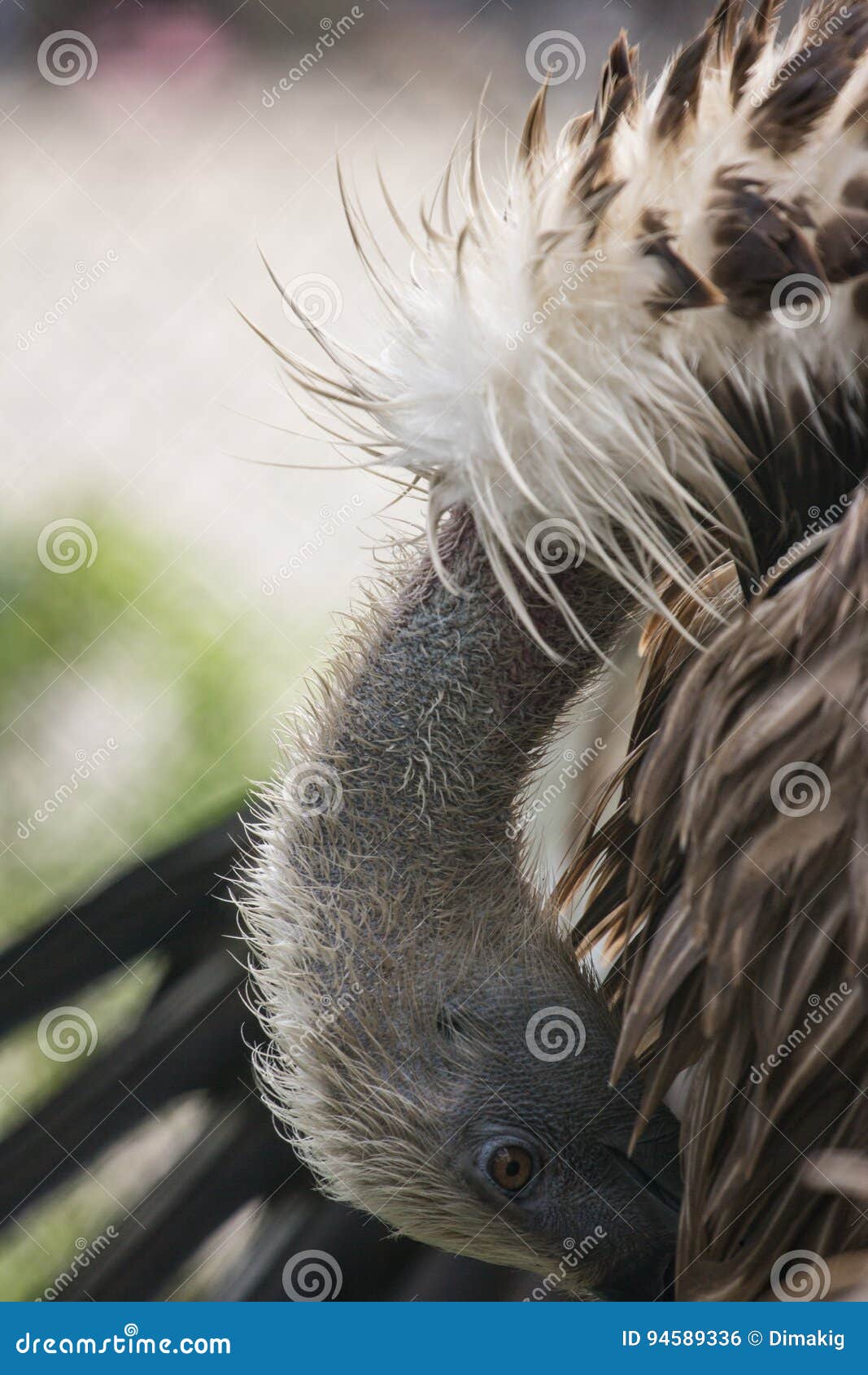 Head of Griffon Vulture Side View Stock Photo - Image of neck, raptors ...