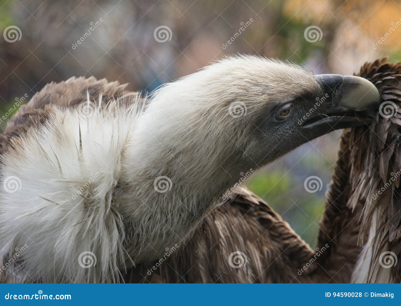 Head of Griffon Vulture Side View Stock Photo - Image of head ...
