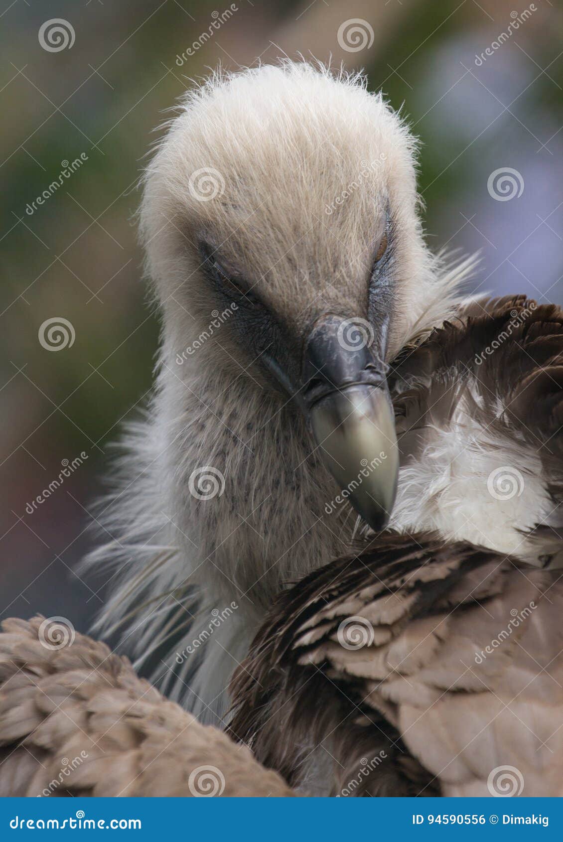 Head of Griffon Vulture Side View Stock Photo - Image of neck ...
