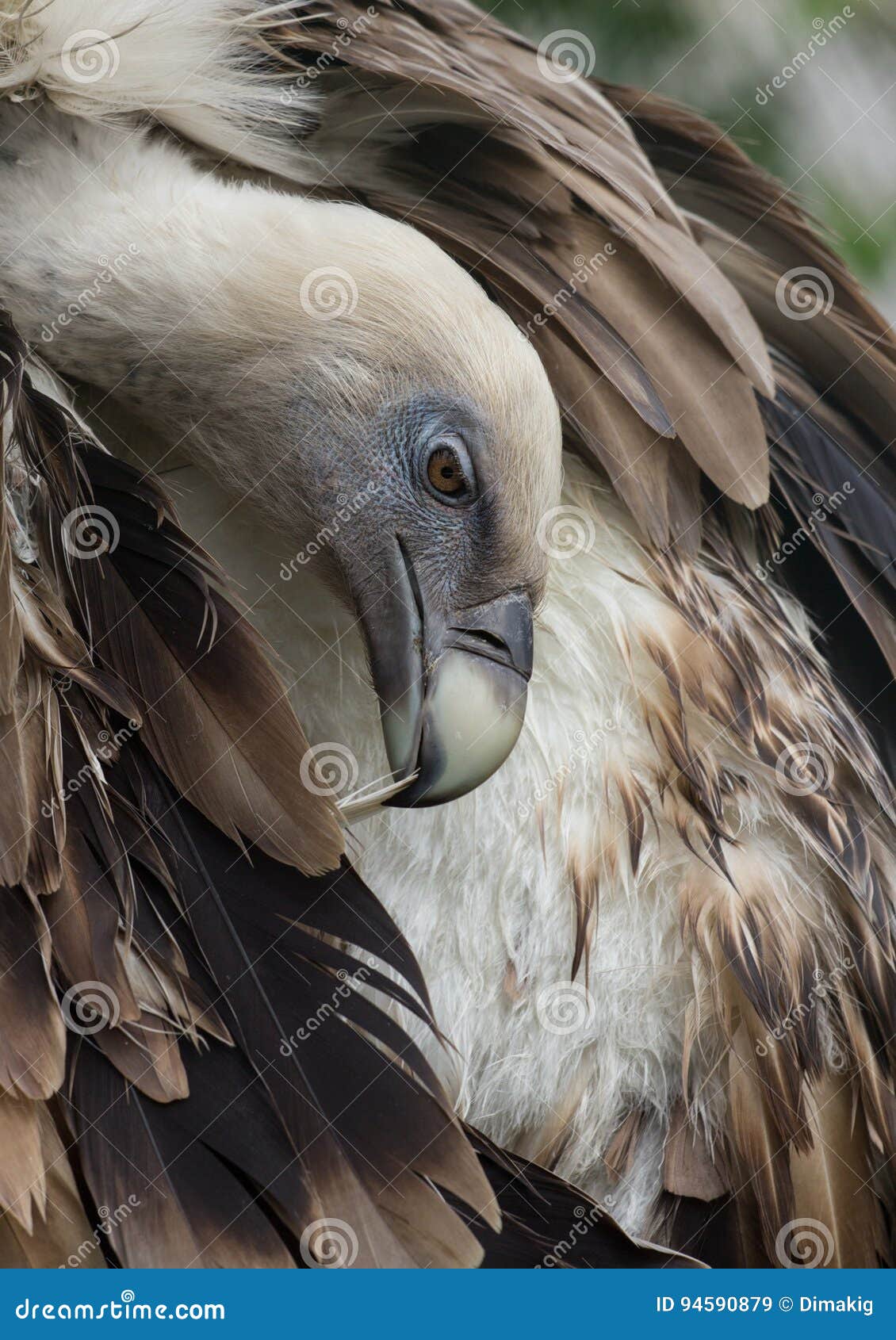 Head of Griffon Vulture Side View Stock Image - Image of eyes, griffon ...
