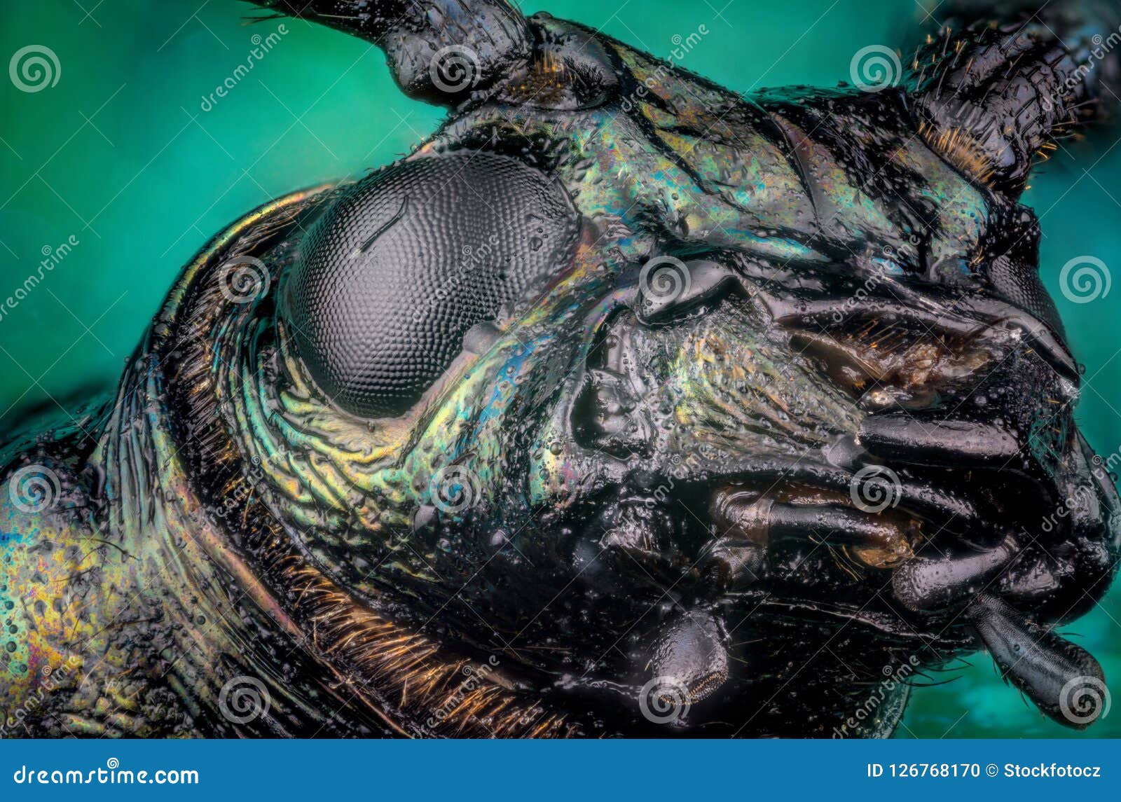 Head of ground beetle stock photo. Image of forest, carabidae - 126768170