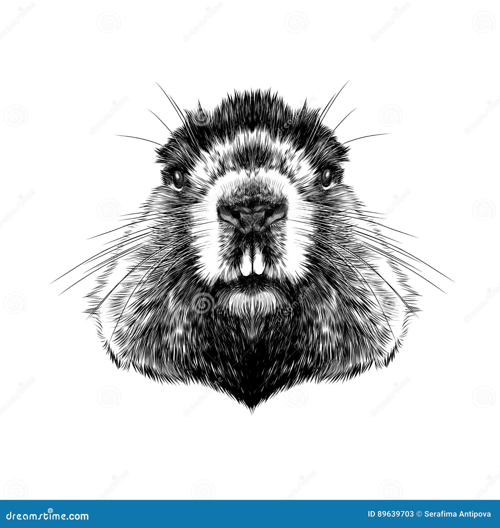 Head Groundhog stock illustration. Illustration of rodent - 89639703
