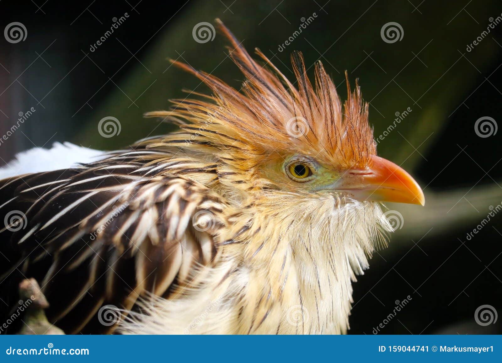 Head of a Guira Cuckoo in Side View Stock Image - Image of guira ...