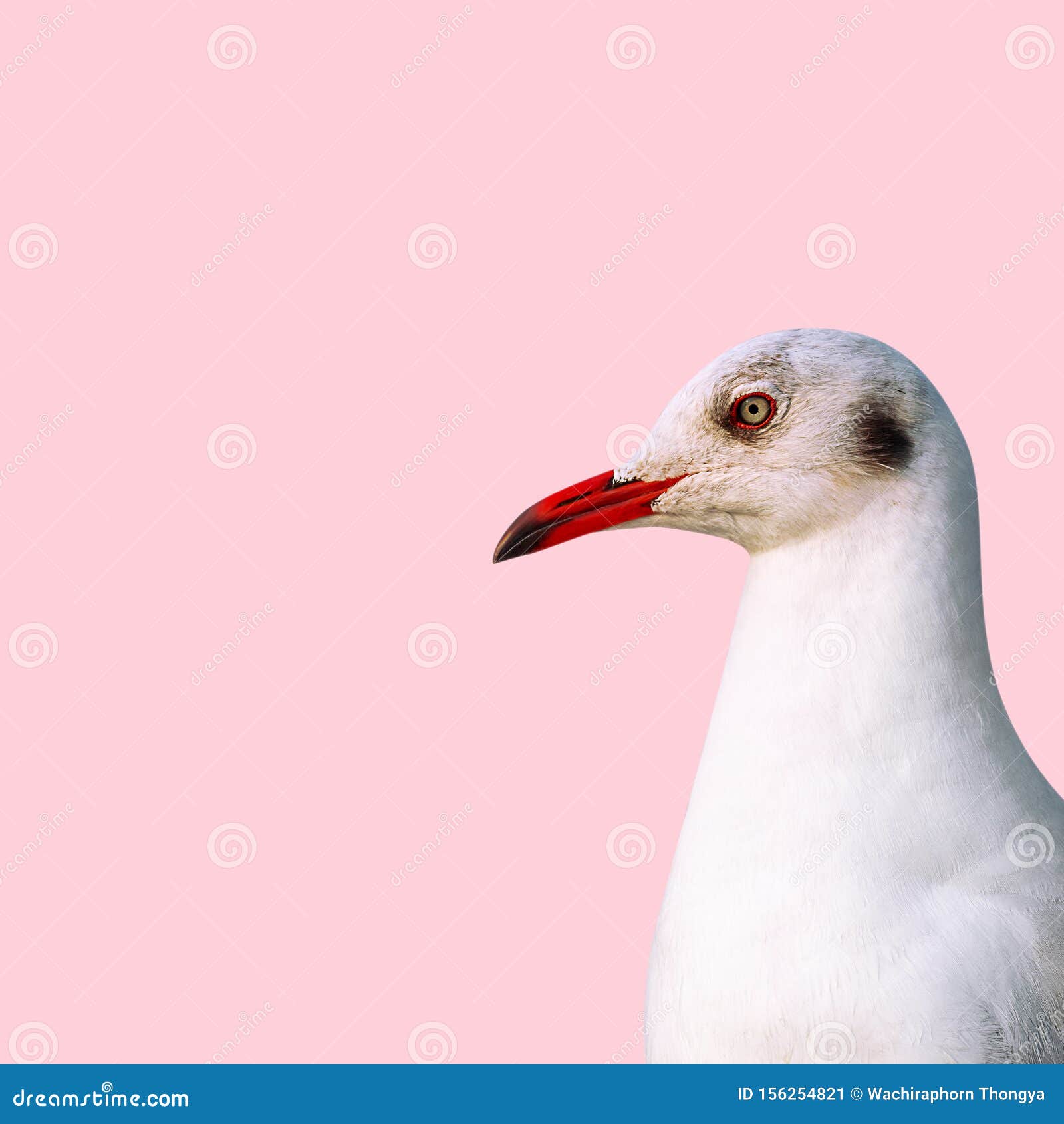 Head Gull on Pink Background Stock Image - Image of birds, design ...