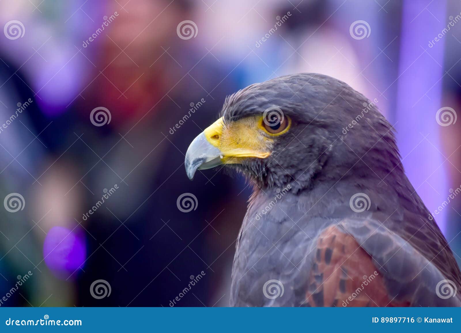Head of Harris Hawk in Side Angle View Stock Photo - Image of harris ...