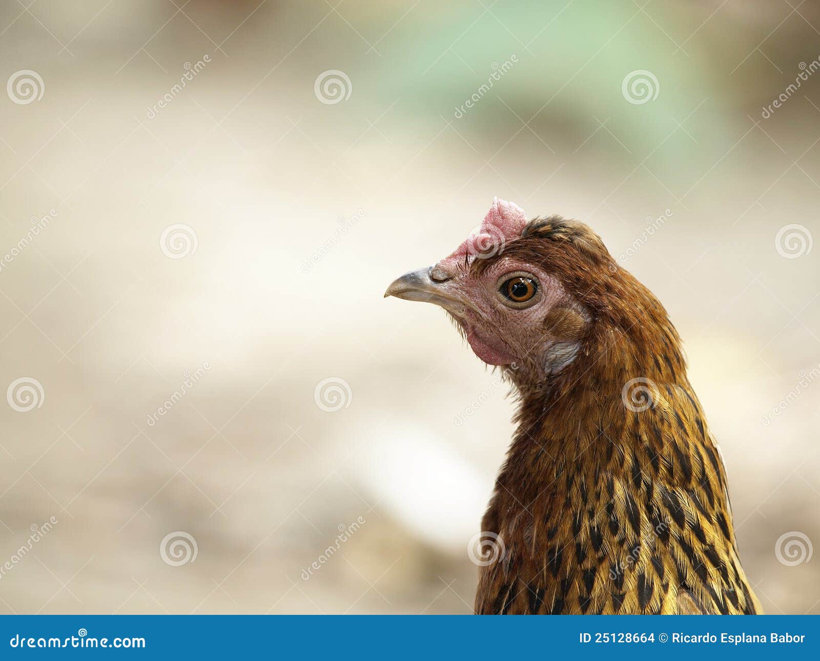 Head of hen stock photo. Image of head, chicken, farming - 25128664