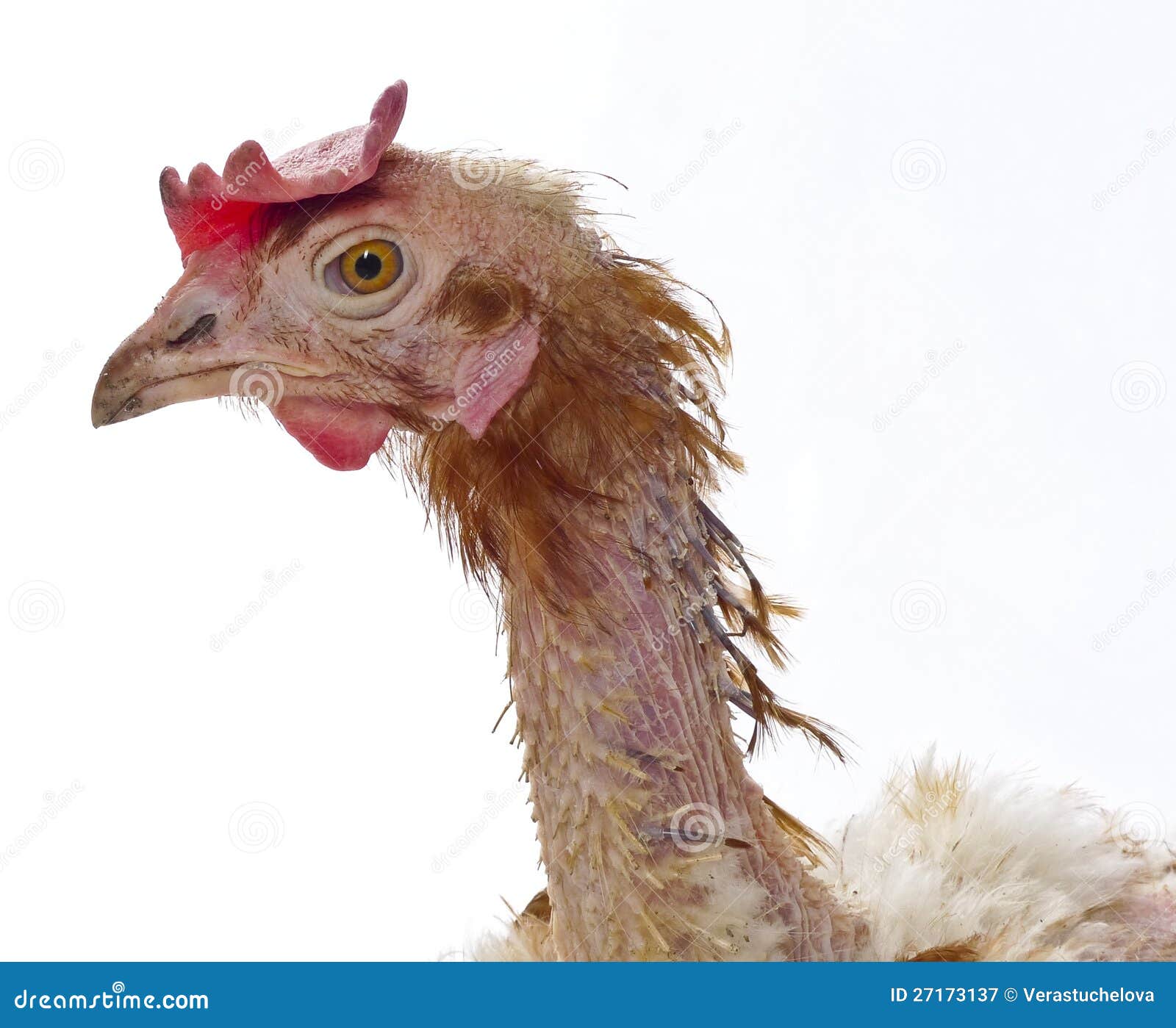 Head of a Hen from Caged Farming Stock Image - Image of look, meat ...