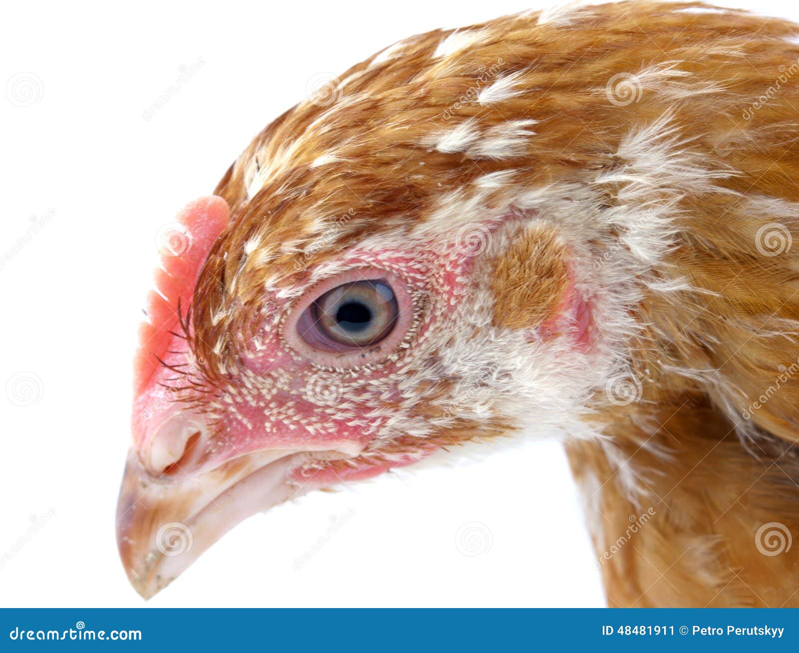 Head hen stock image. Image of chicken, bright, head - 48481911