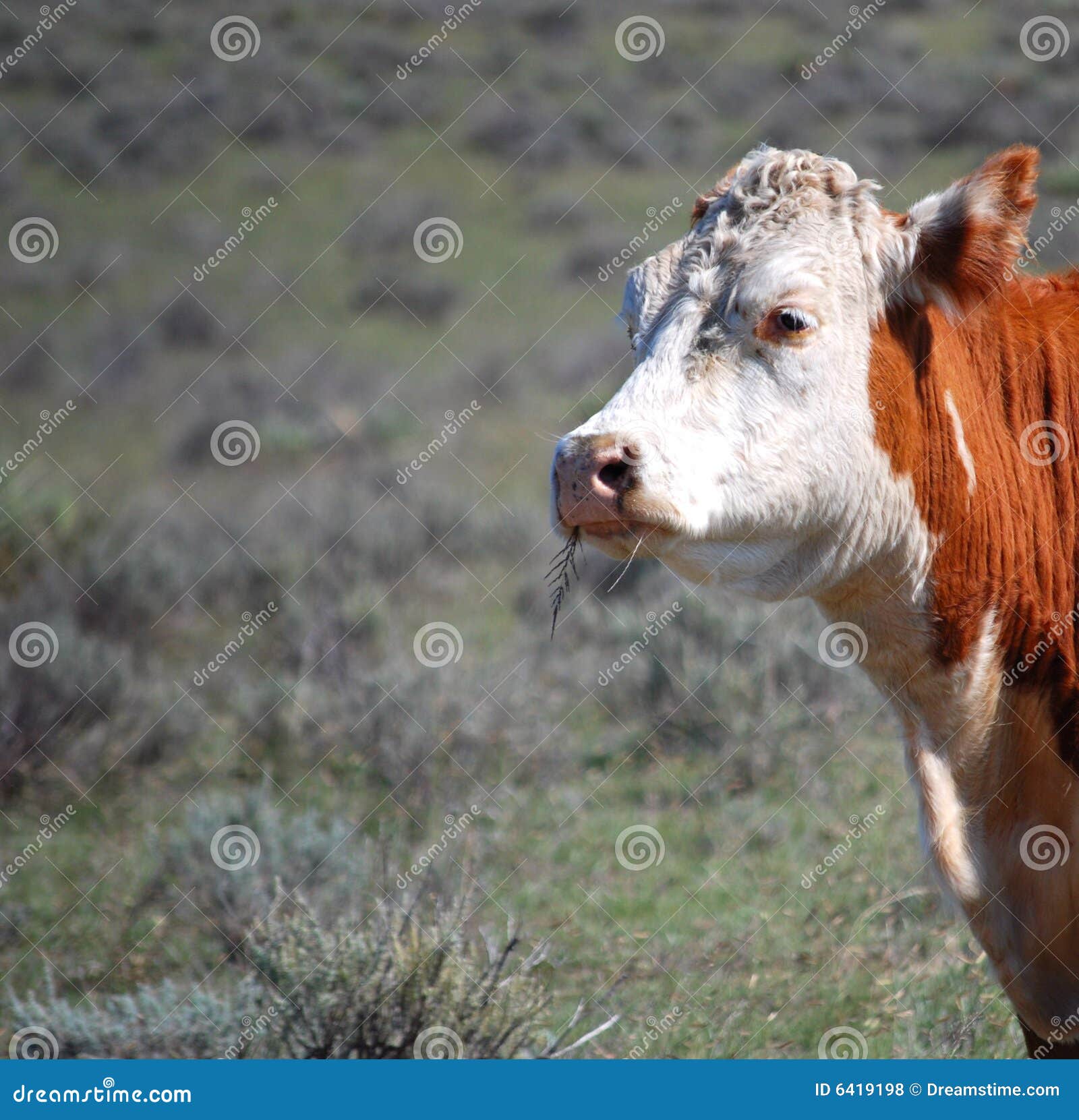 Head of Hereford Cow stock photo. Image of white, cattle - 6419198