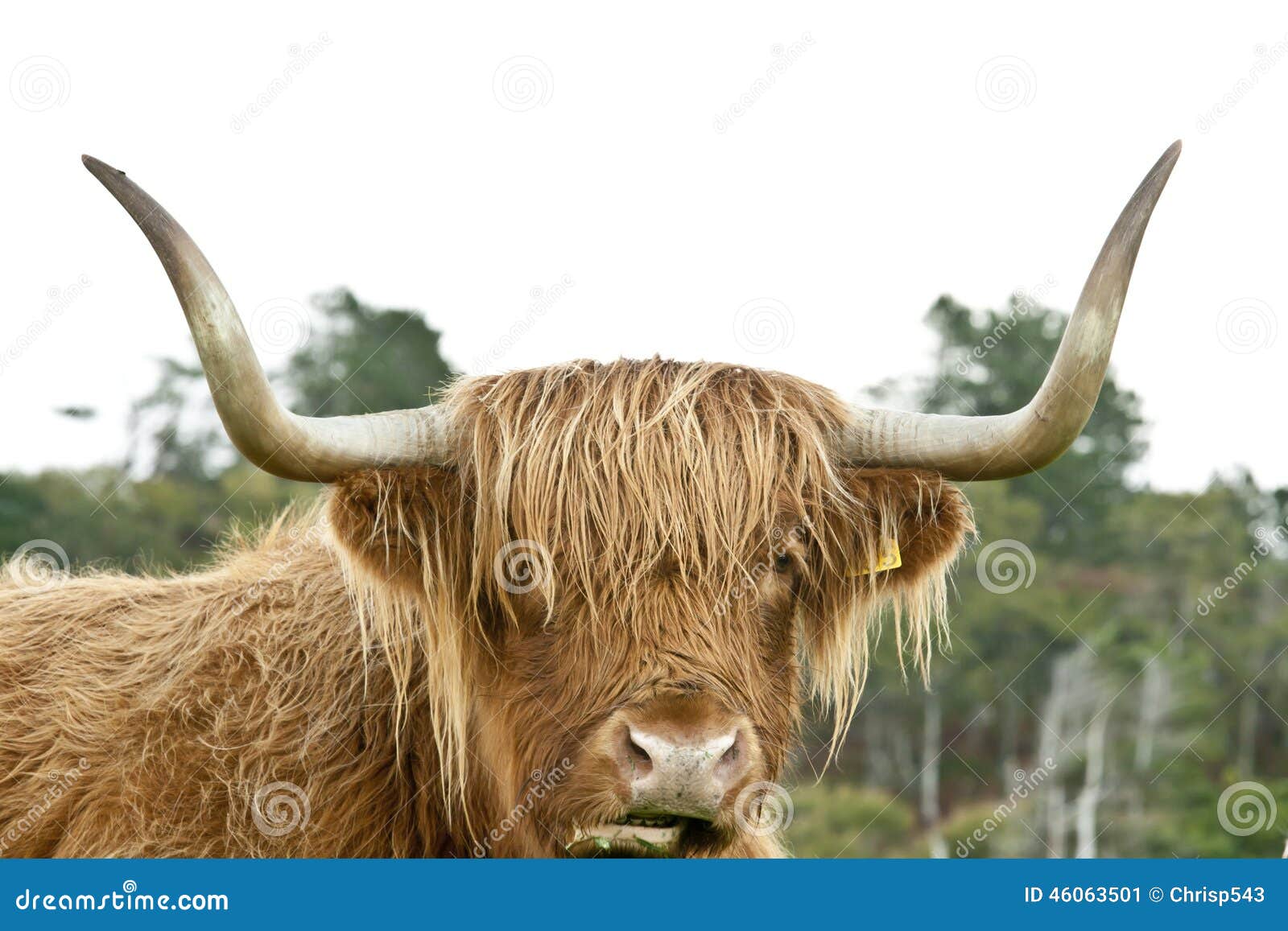 Head of a Highland Cow stock image. Image of close, farm - 46063501