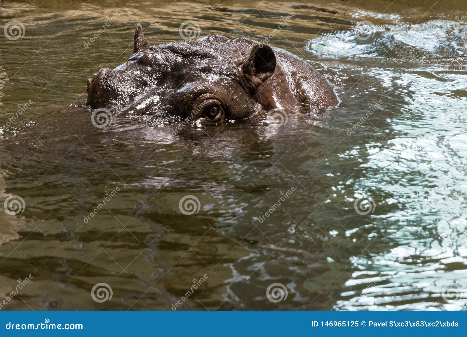 Head of a Hippo Floating in the Water Stock Image - Image of hippo ...