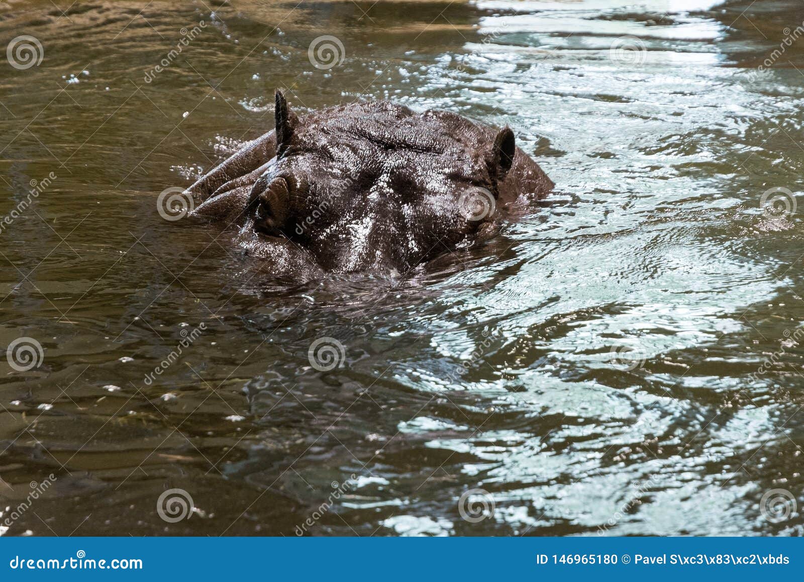 Head of a Hippo Floating in the Water Stock Photo - Image of view ...