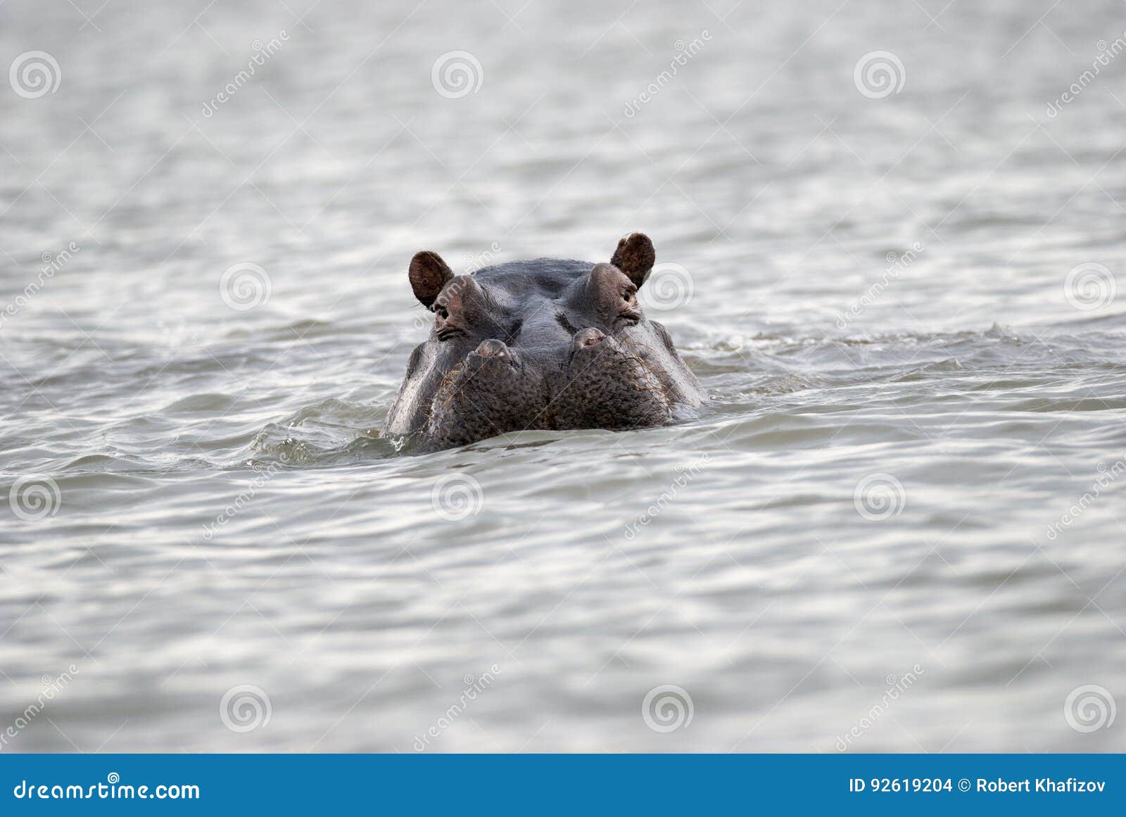 Head of a Hippo Sticking Out of the Water Stock Photo - Image of ...