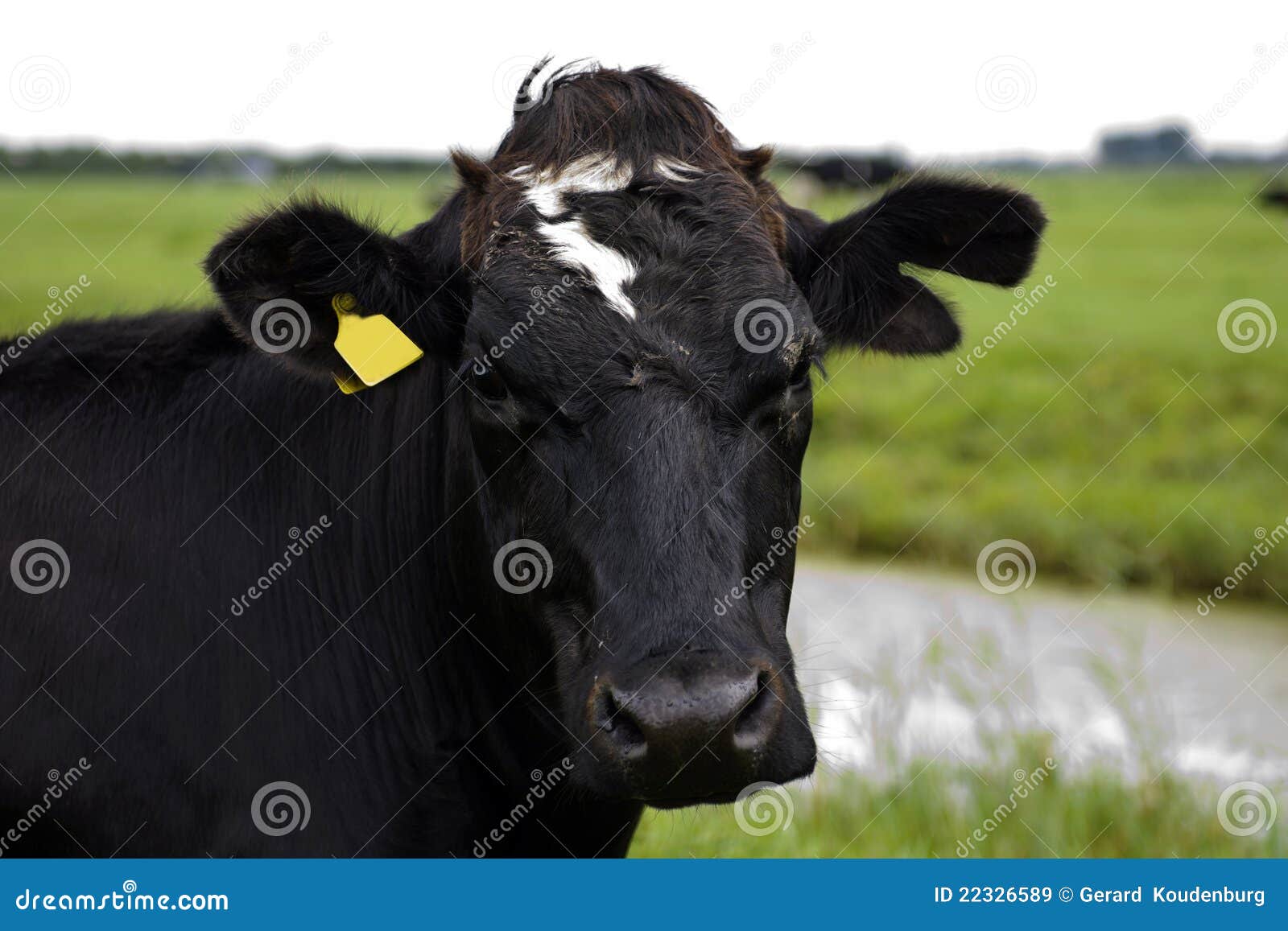 Head of a Holstein Cow Watching Stock Image - Image of industry ...