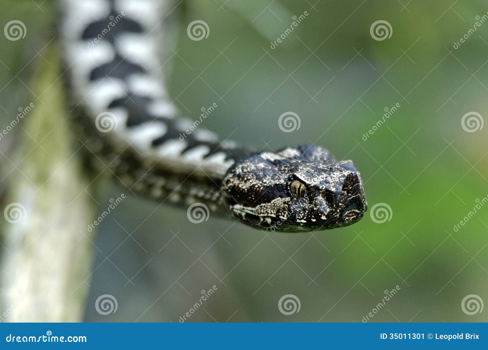 A Snake Named Sea Carcass, Also Commonly Known As A Green Viper Is A ...