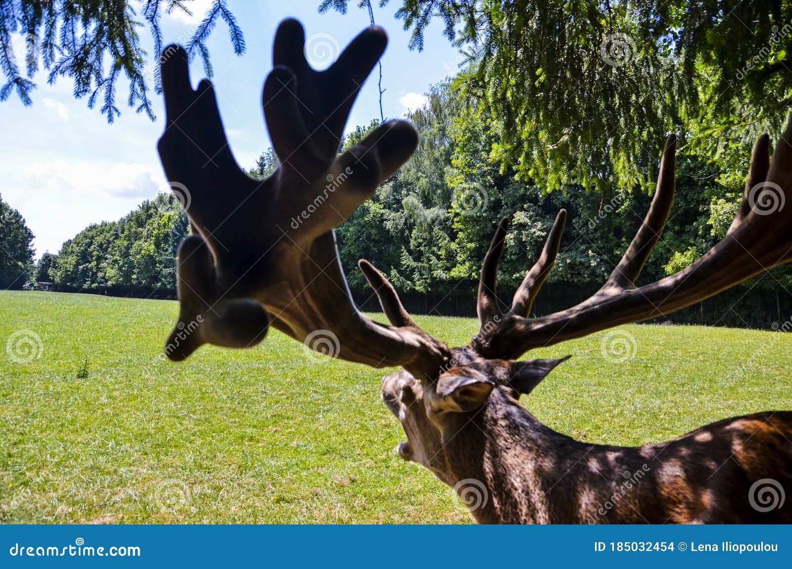 Head and horns of a deer stock photo. Image of horn - 185032454