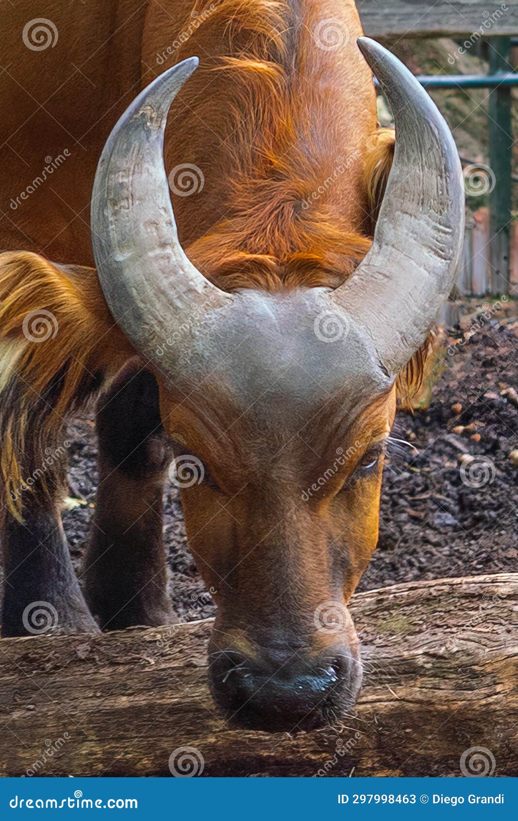 Forest Buffalo With Baby In Indira Gandhi Zoological Park Stock Image ...
