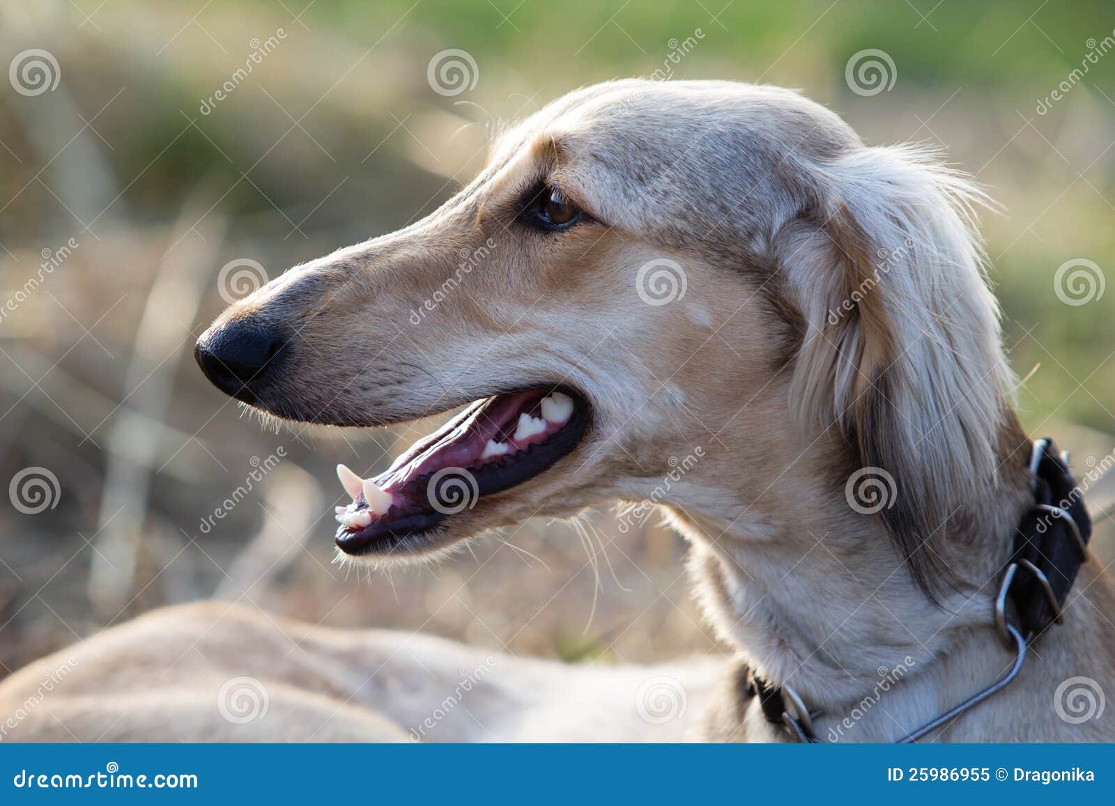 Head of Hound dog stock image. Image of nature, hunt - 25986955