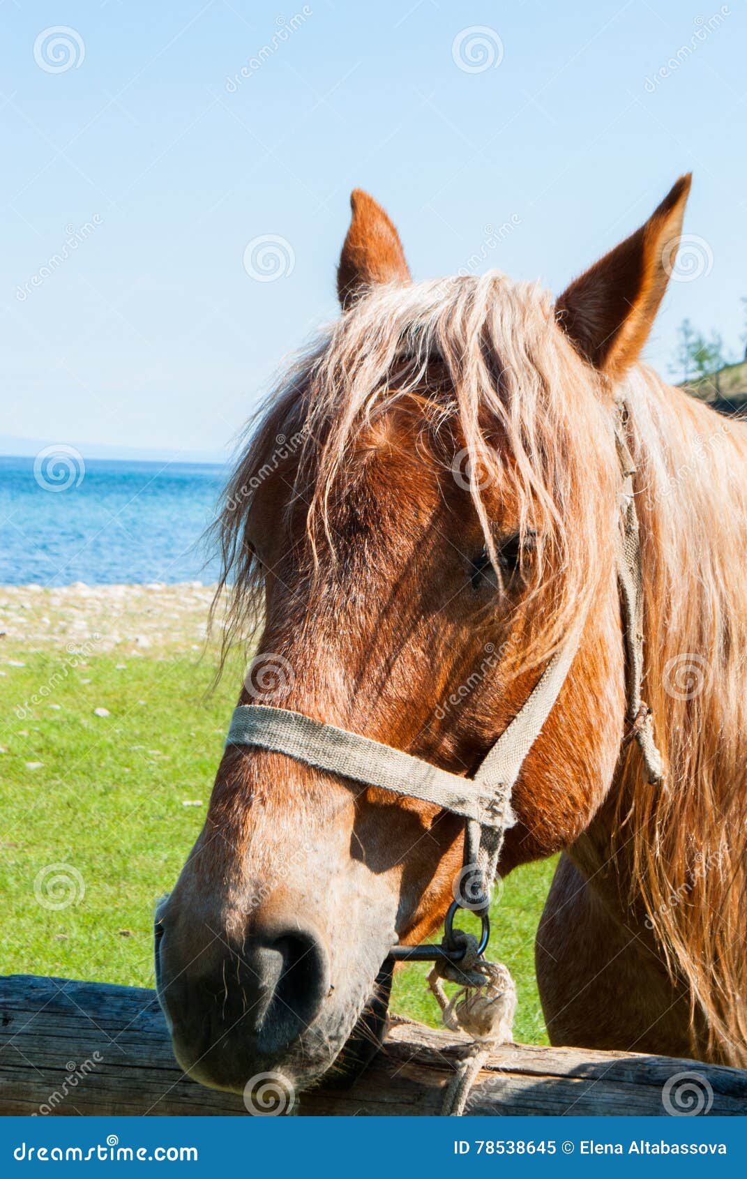 The Head of Hourse stock image. Image of livestock, mammals - 78538645
