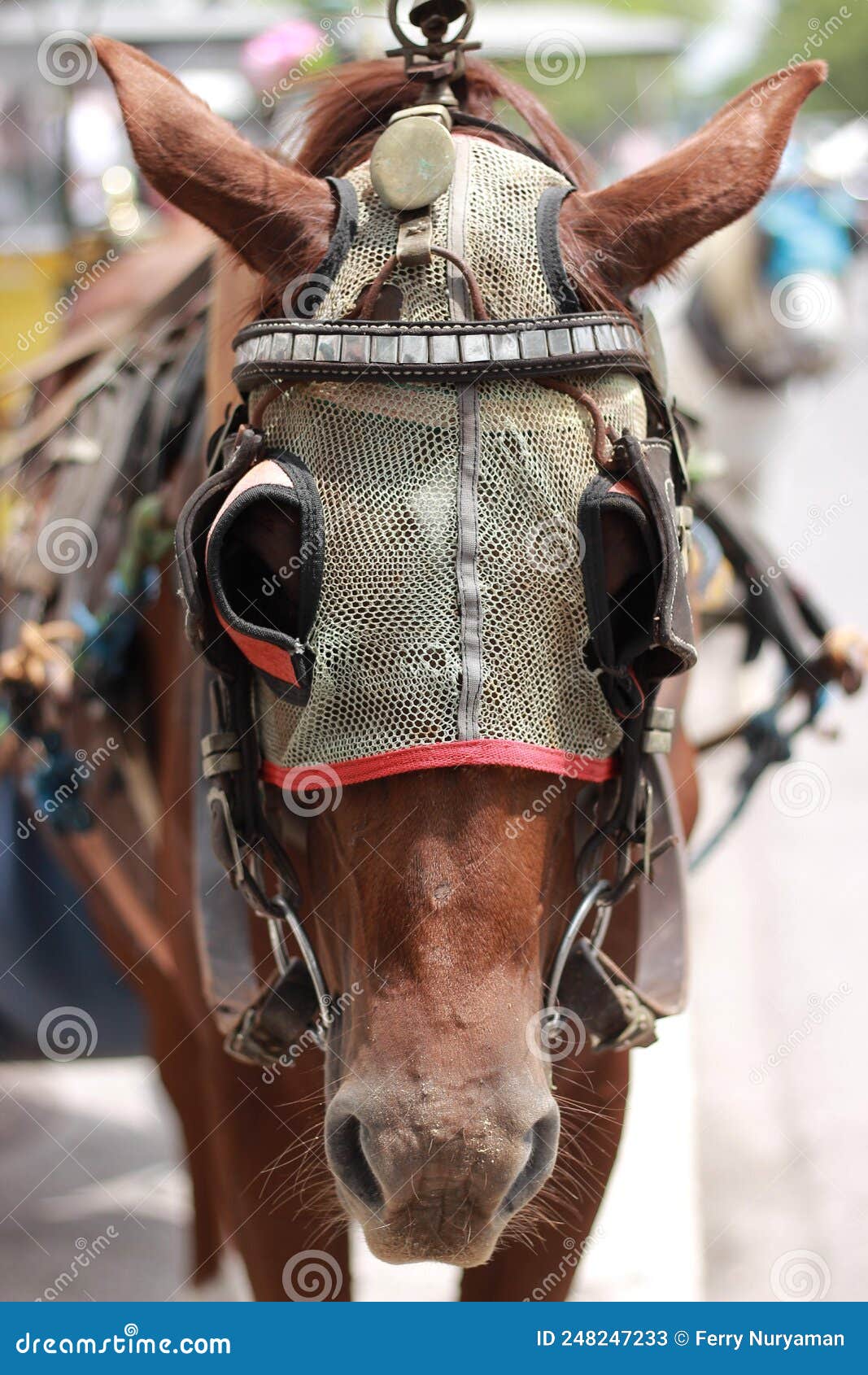 The Head of Hourse Yogyakarta Stock Image - Image of spring, brown ...