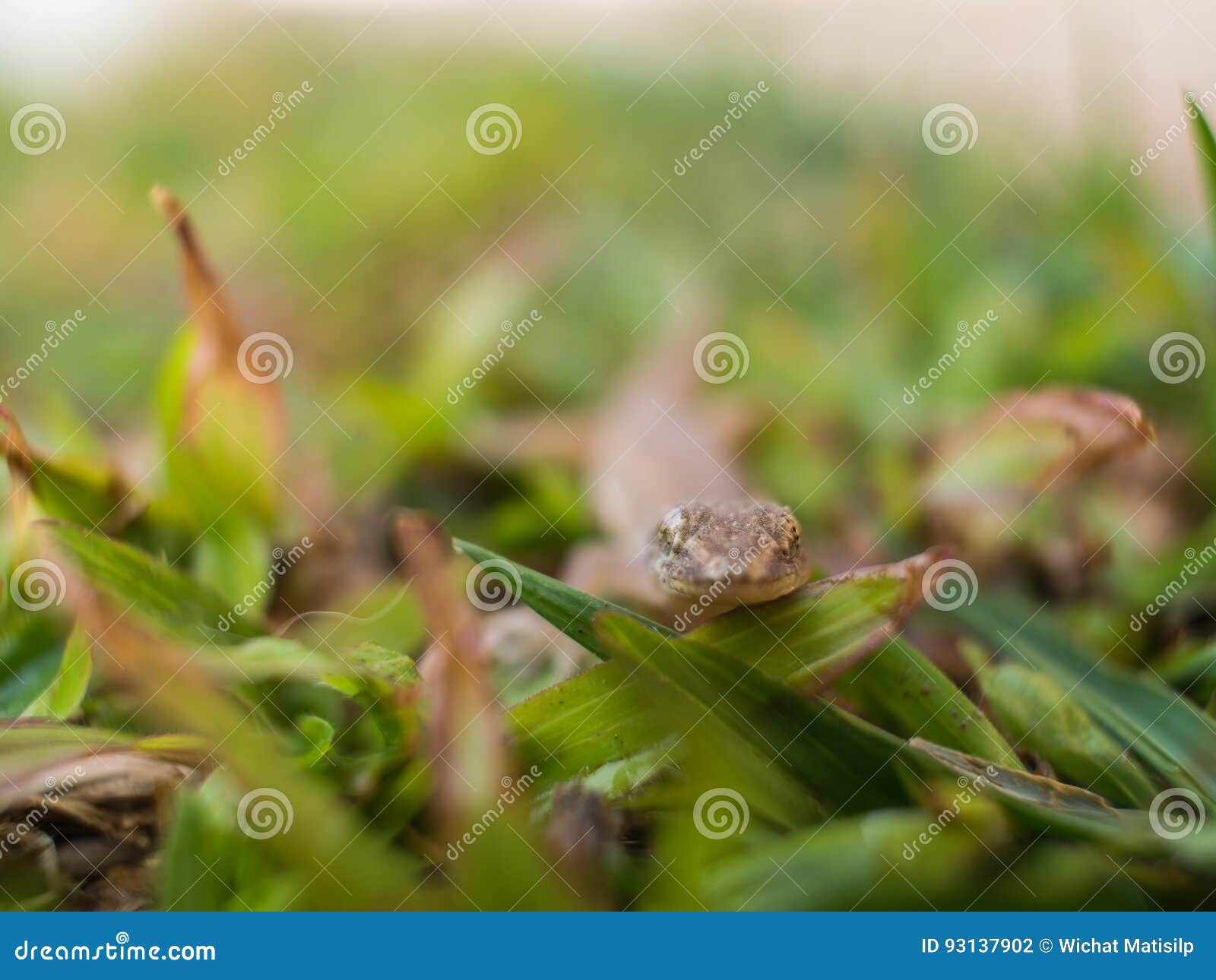 Head of a House Lizard Walking Stock Photo - Image of lizard, grey ...
