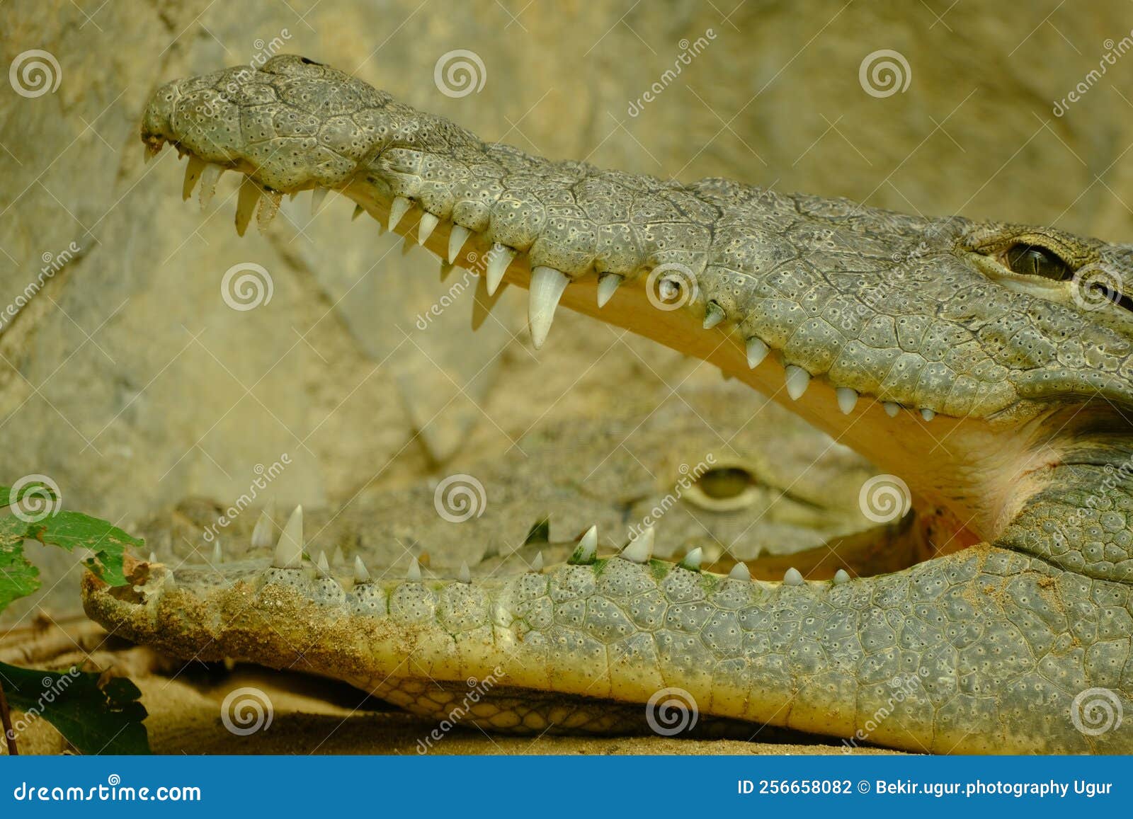 Head of Huge Crocodile with Spiky Teeth Stock Photo - Image of strength ...