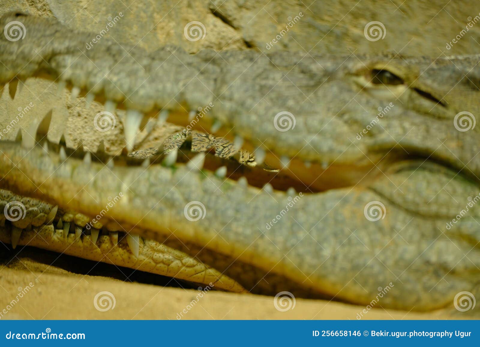 Head of Huge Crocodile with Spiky Teeth Stock Photo - Image of ...