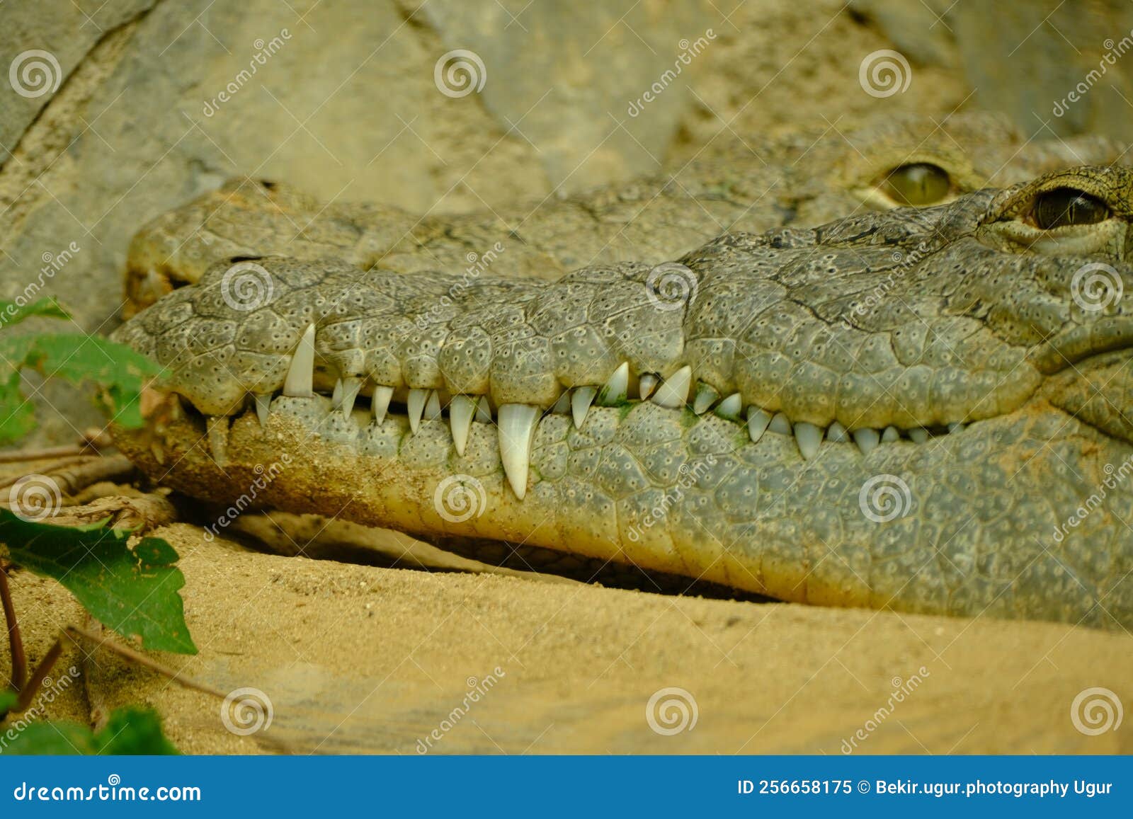 Head of Huge Crocodile with Spiky Teeth Stock Image - Image of danger ...