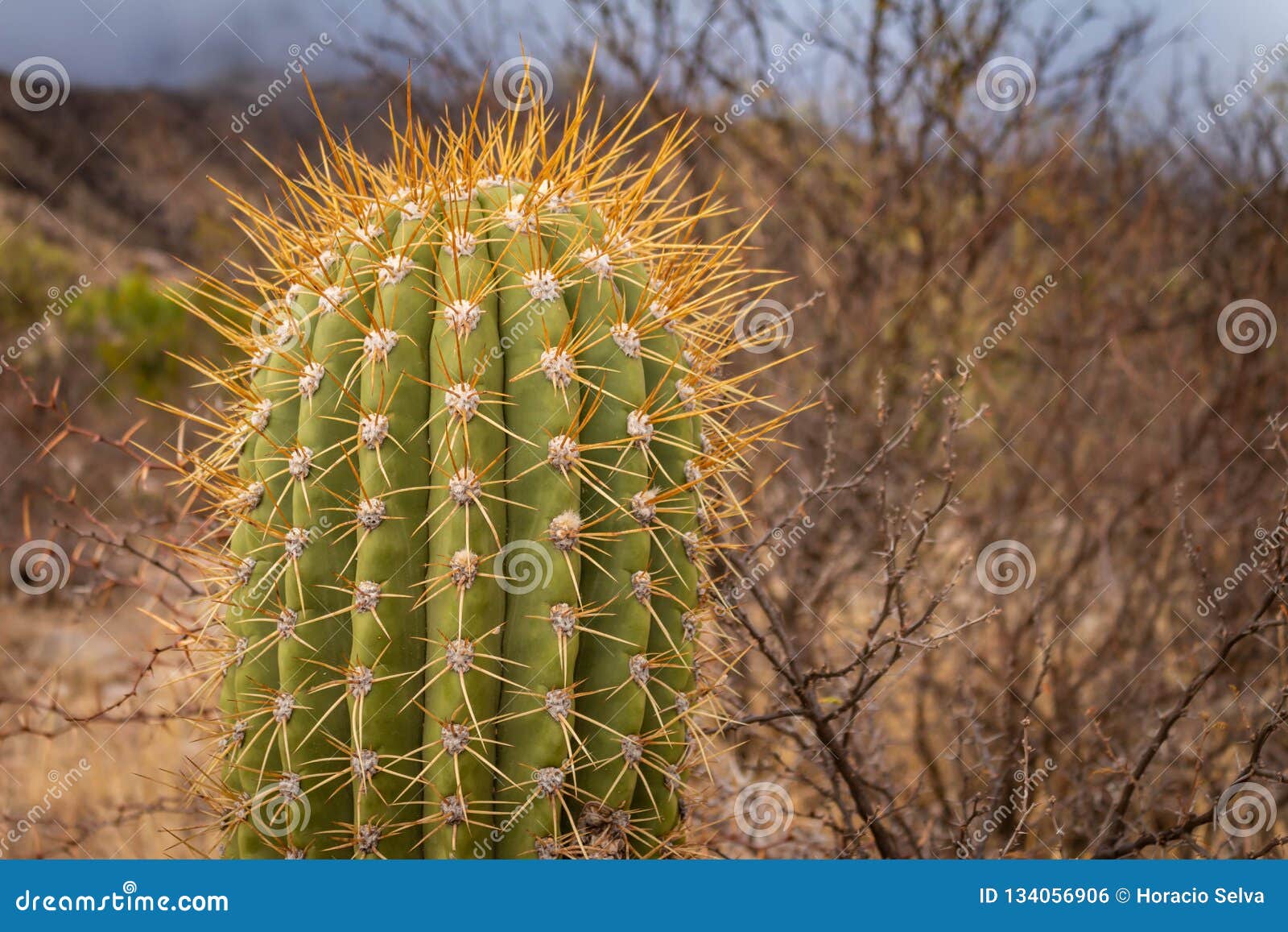 Head of a Huge Desert Cactus. Countless Thorns Surround the Plant Stock ...