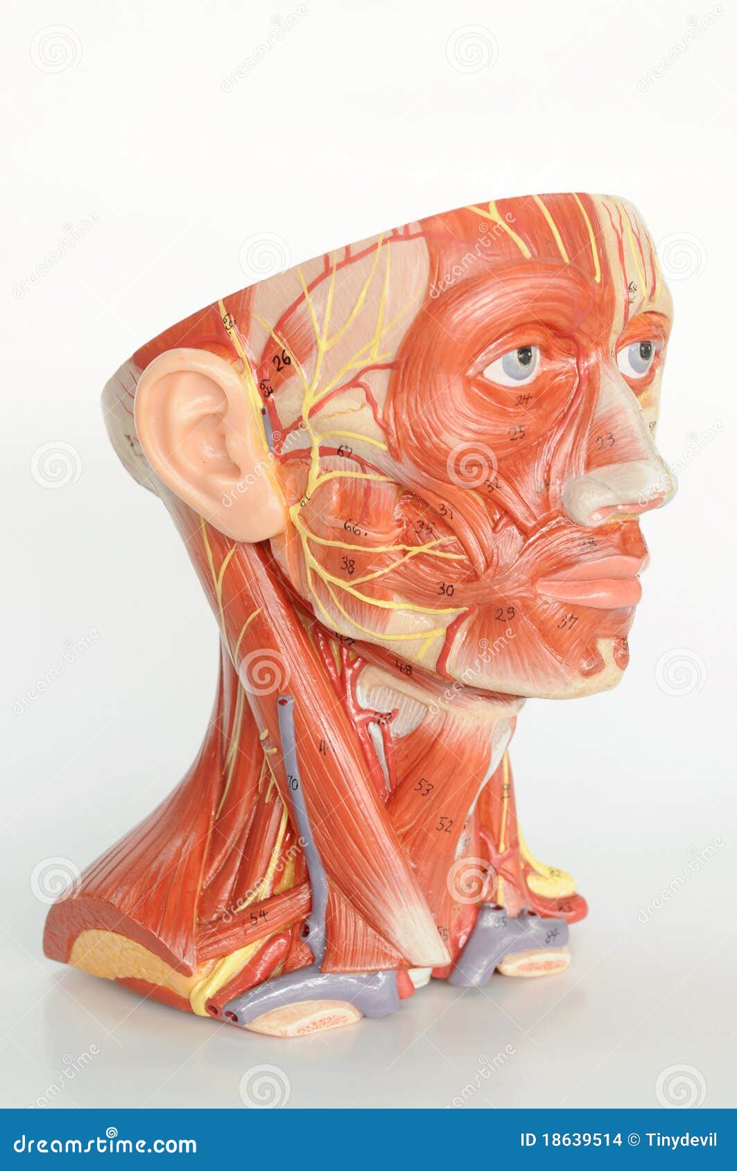 Human Head Anatomy Model