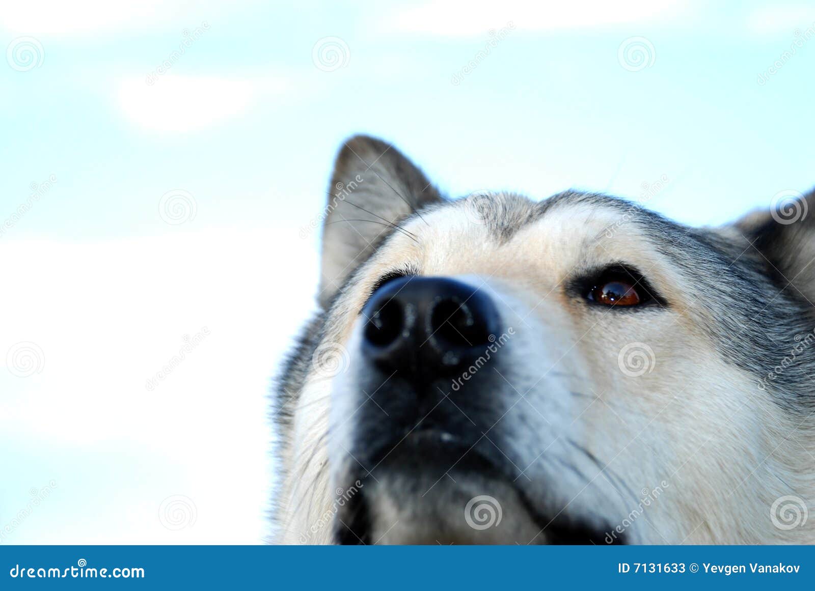 Head of Husky stock image. Image of canine, animal, white - 7131633